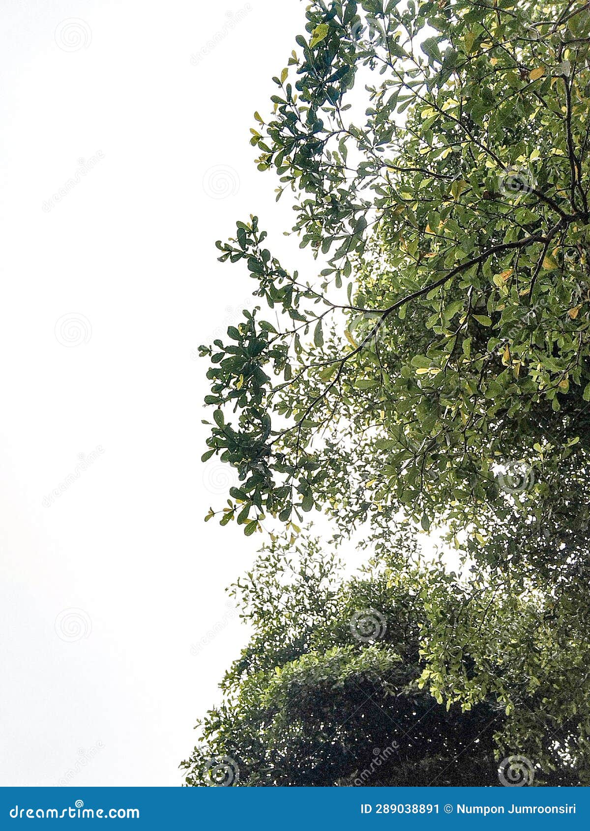 Green Leaves on White Background Stock Image - Image of space, tree ...