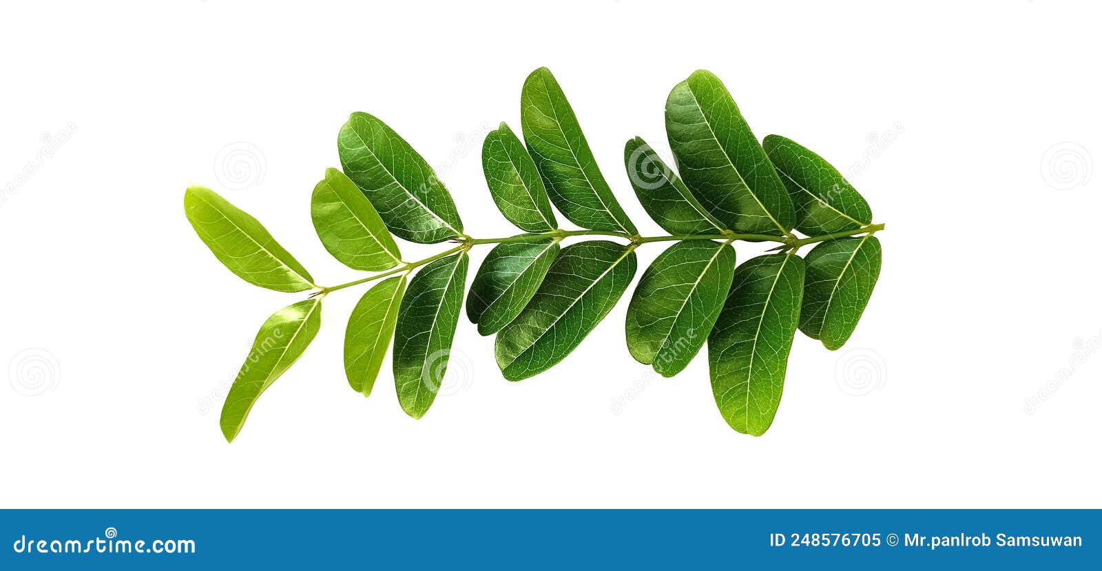 Leaves on a White Background. Stock Image - Image of tree, leaf: 248576705