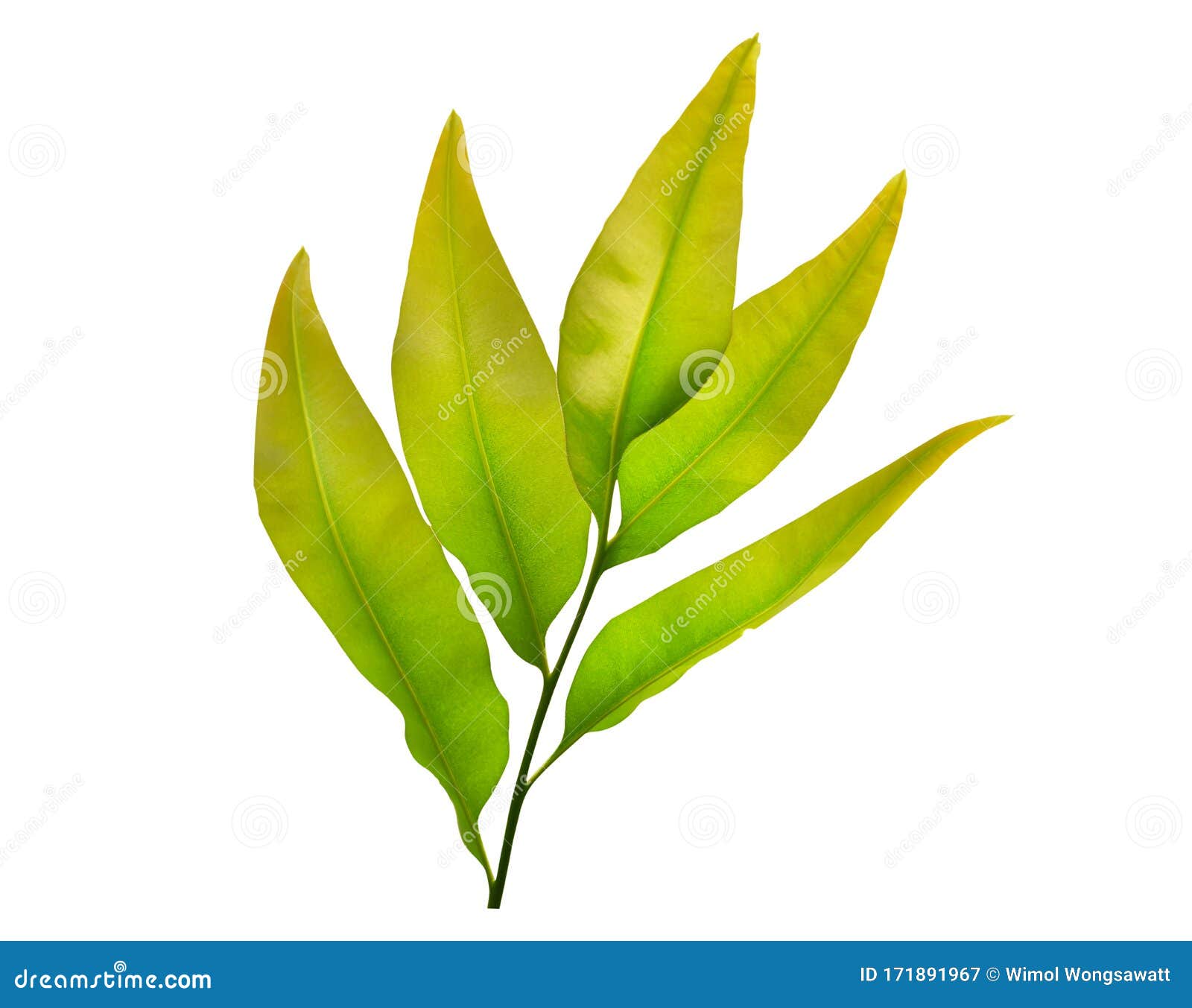 Green Leaves on White Background, Long Pointed Shape. Stock Image ...