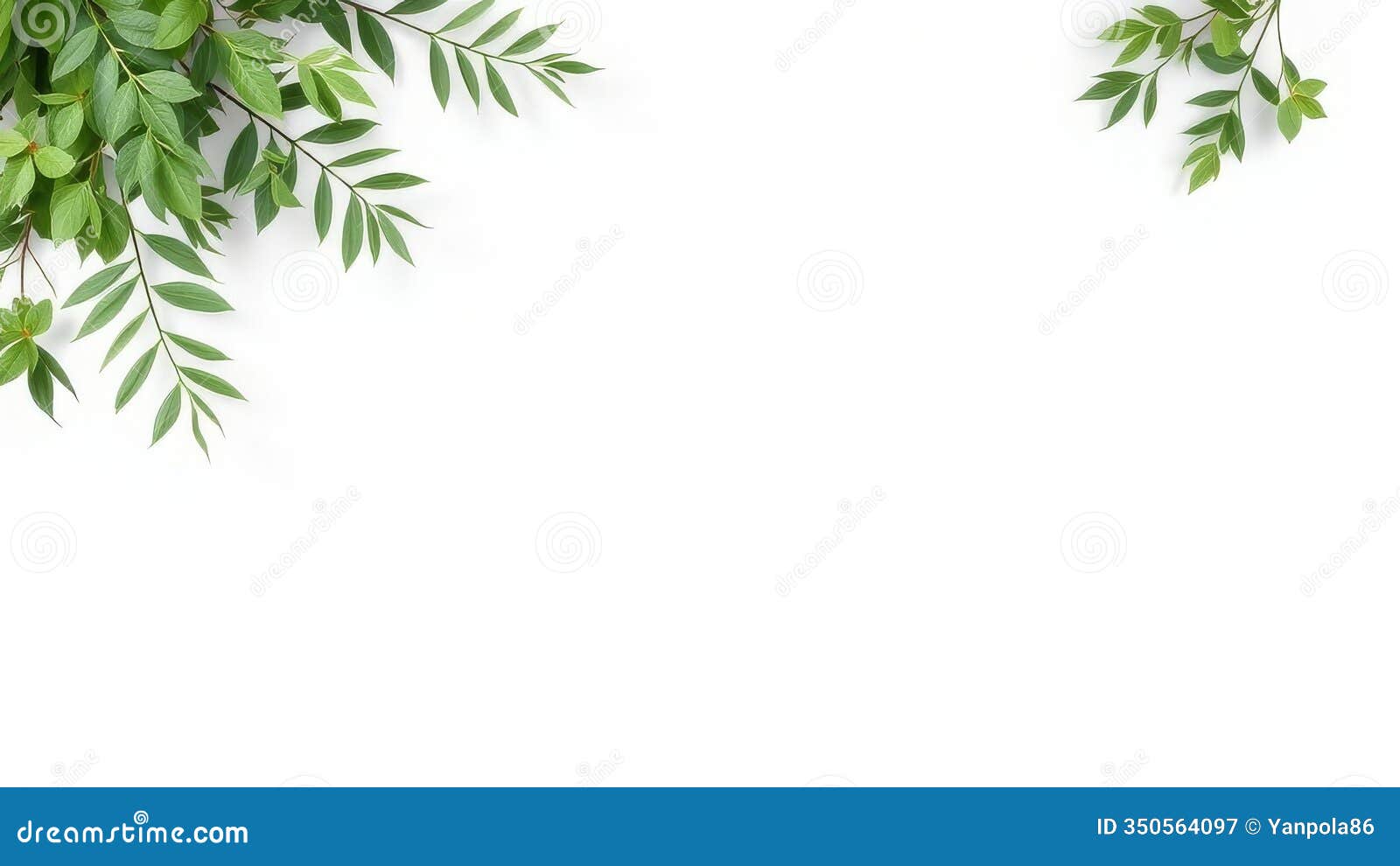 Green Leaves on a White Background, Nature Border Design Stock ...