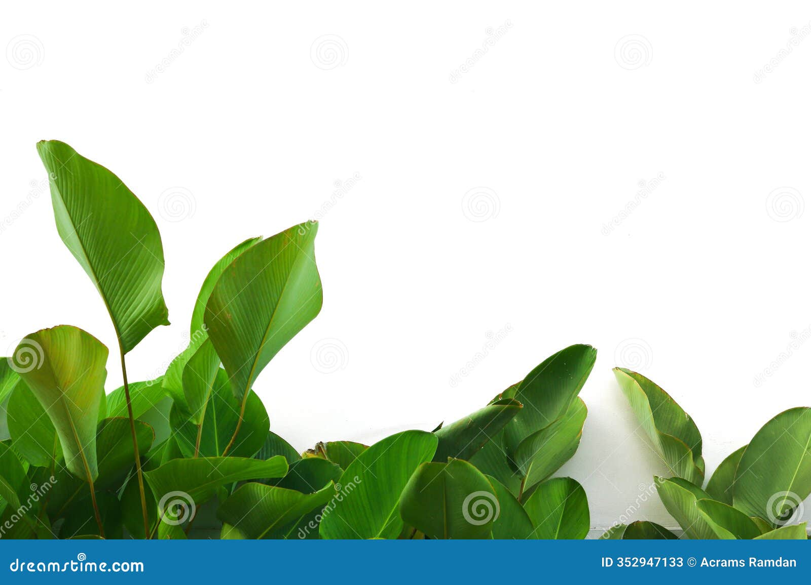 Green Leaves on White Background Save Work Path Stock Image - Image of ...