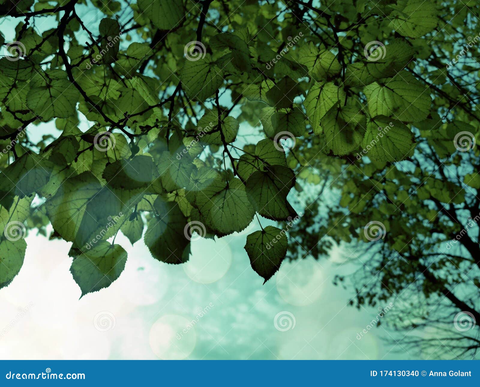 Green Leaves on White Background. Spring Pattern, Leaf Background ...