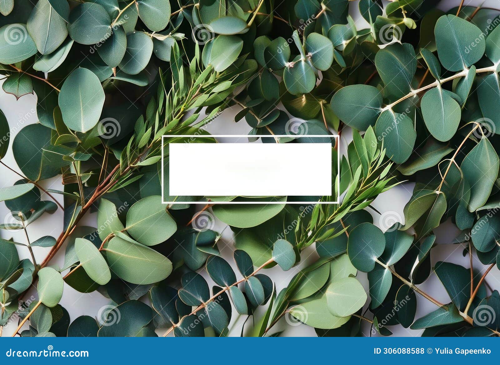 Green Leaves on a White Card Frame Background Stock Photo - Image of ...