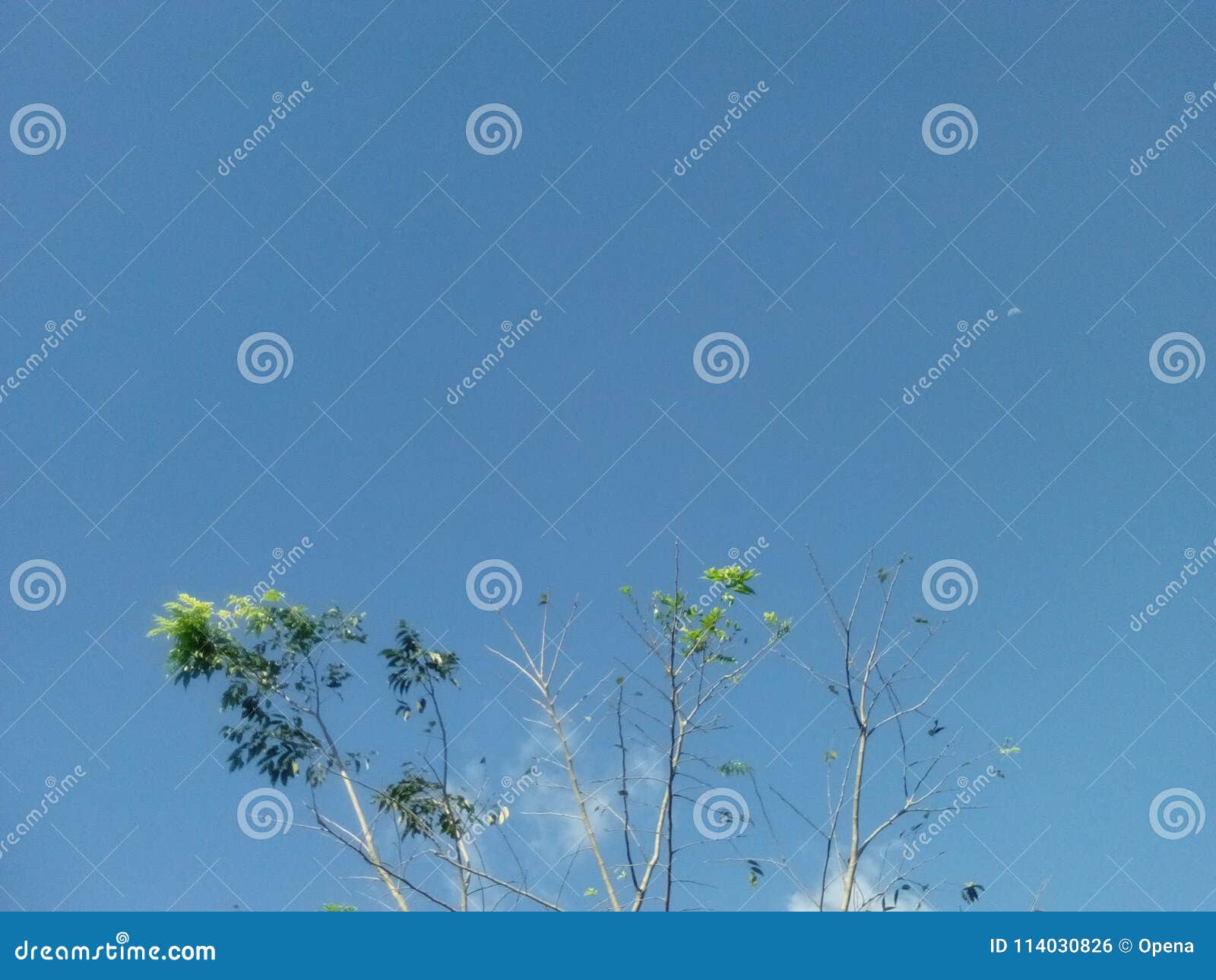 Green Tree Leaves White Cloud Stock Photo - Image of green, white ...