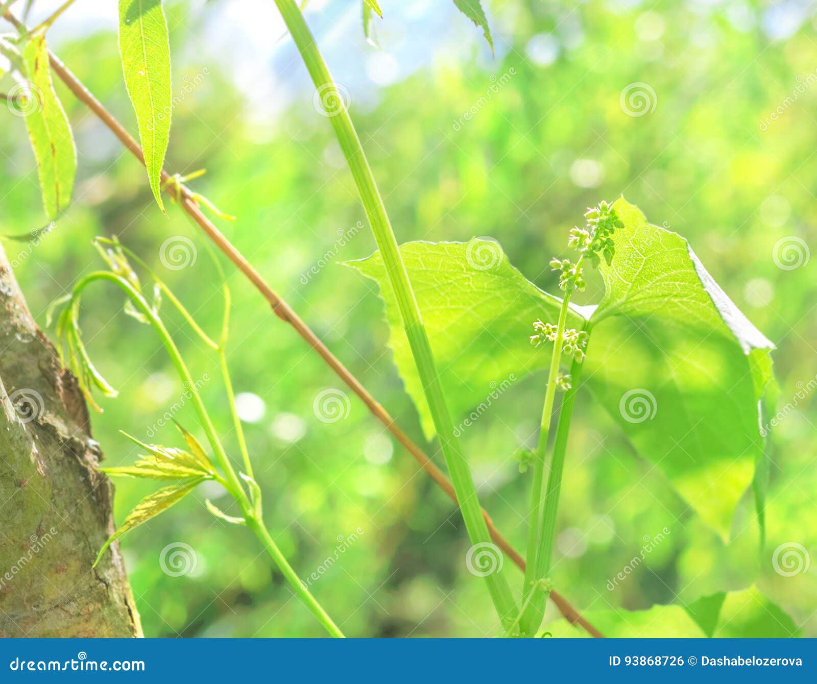 Green Leaves of Wild Grapes Stock Photo - Image of grapevine, garden ...