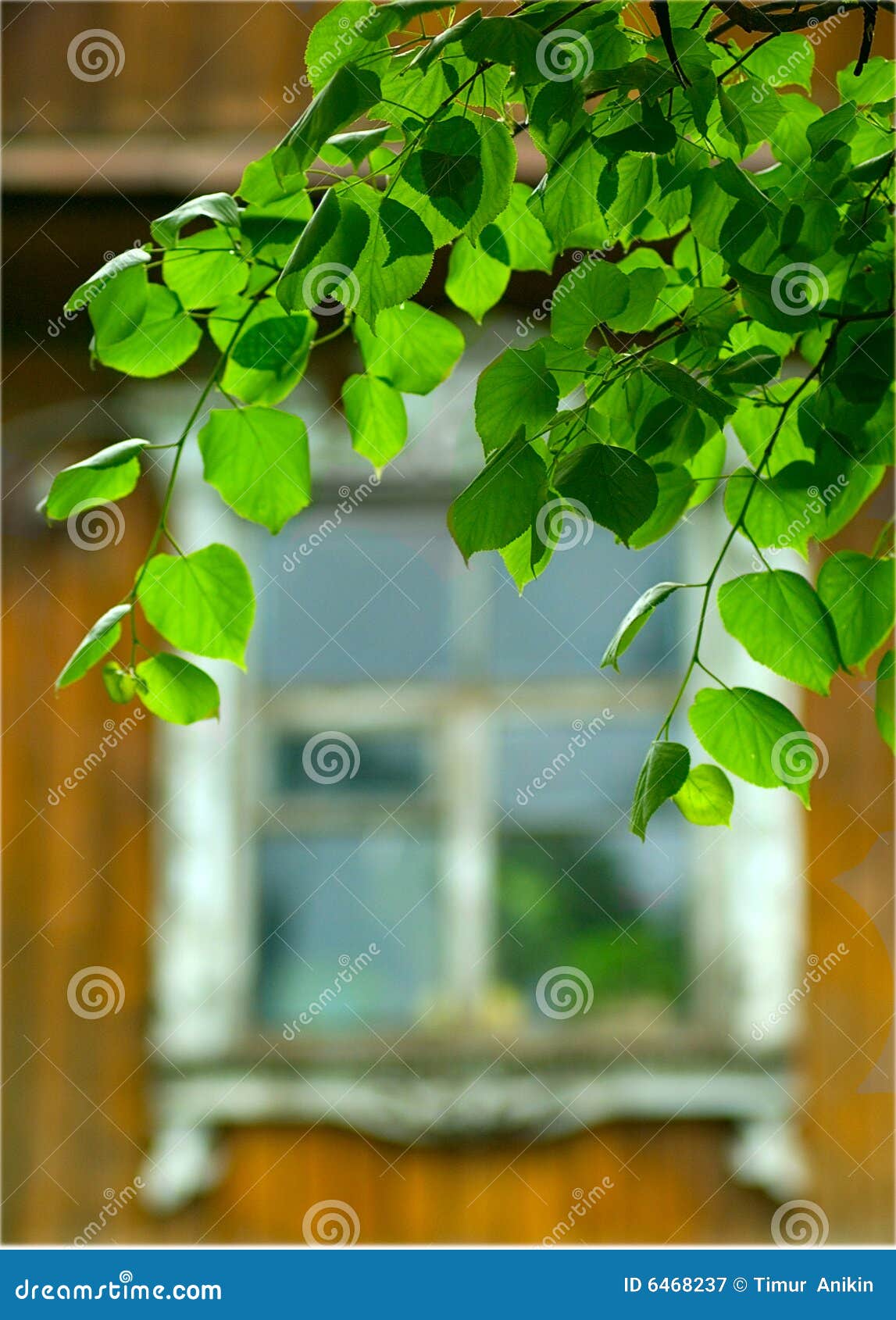 Green Leaves and Window of Country House Stock Image - Image of spring ...