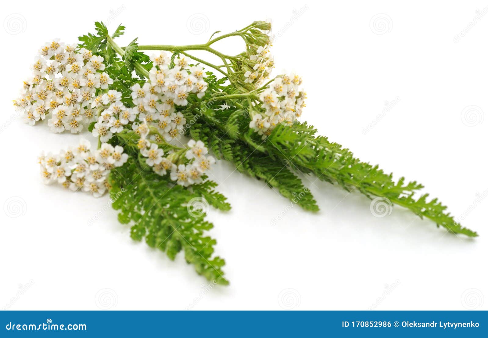 Green leaves of yarrow stock photo. Image of aromatic - 170852986