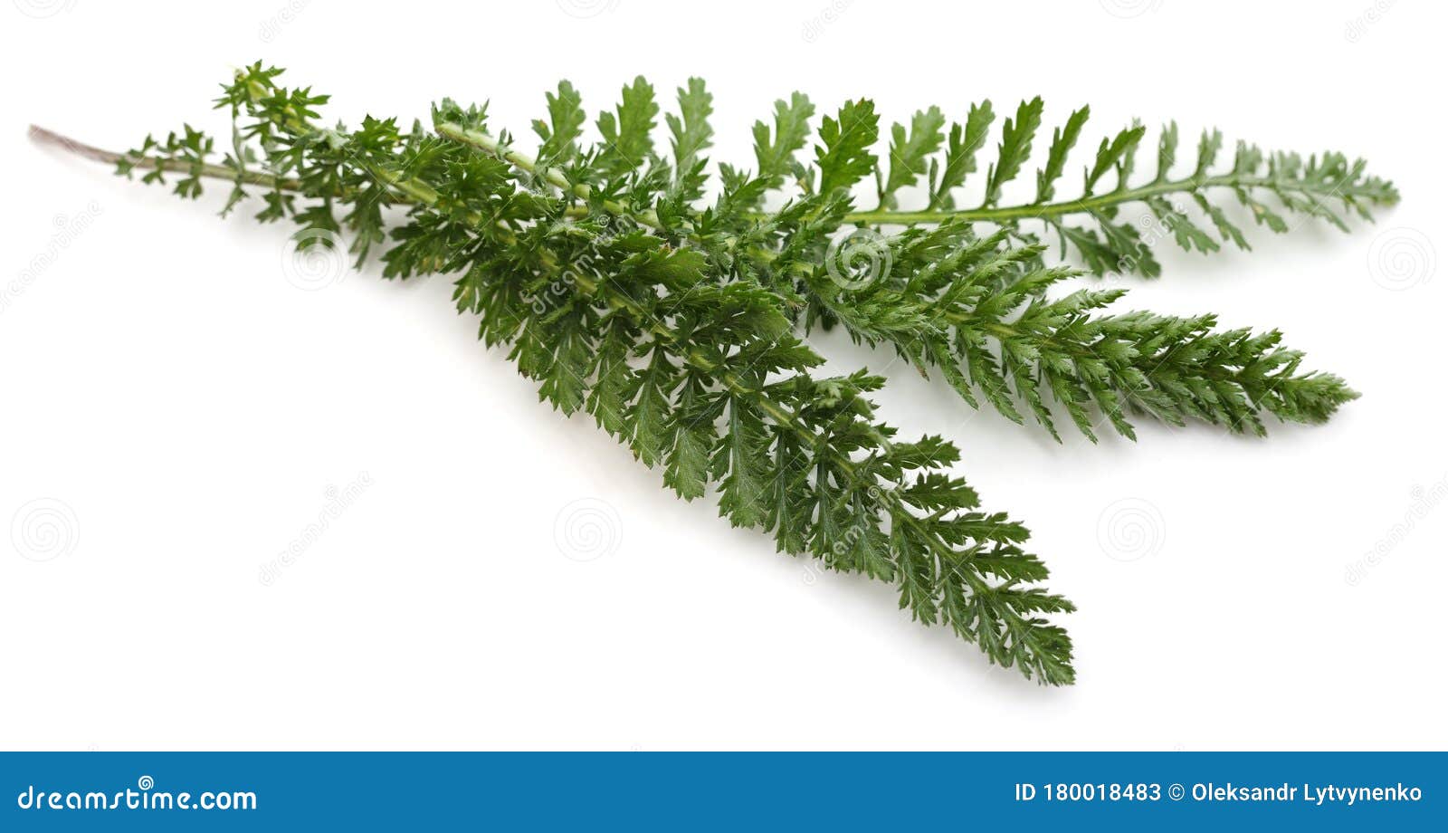 Green leaves of yarrow stock image. Image of milfoil - 180018483
