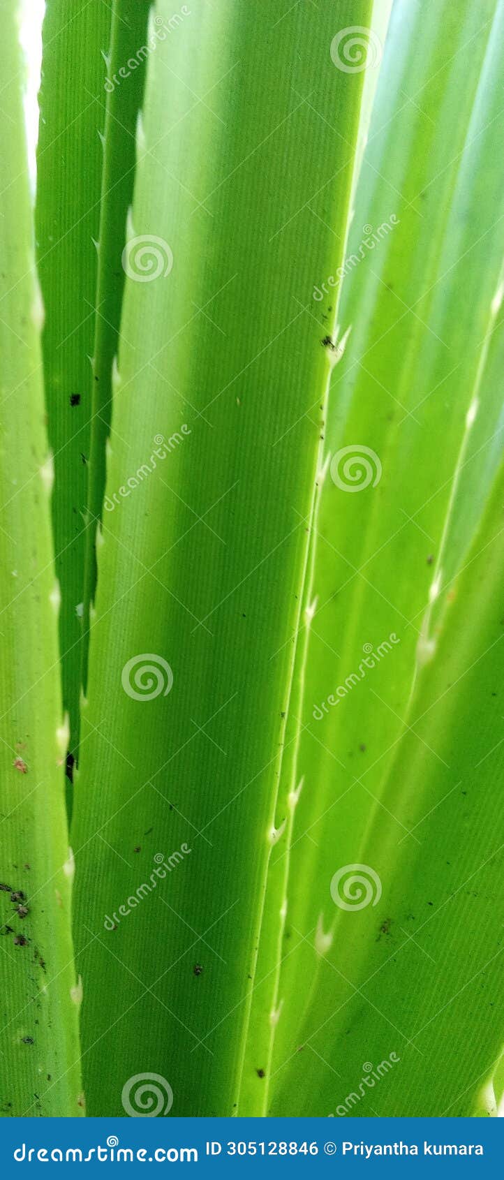 Green leef stock photo. Image of forest, green, fore - 305128846