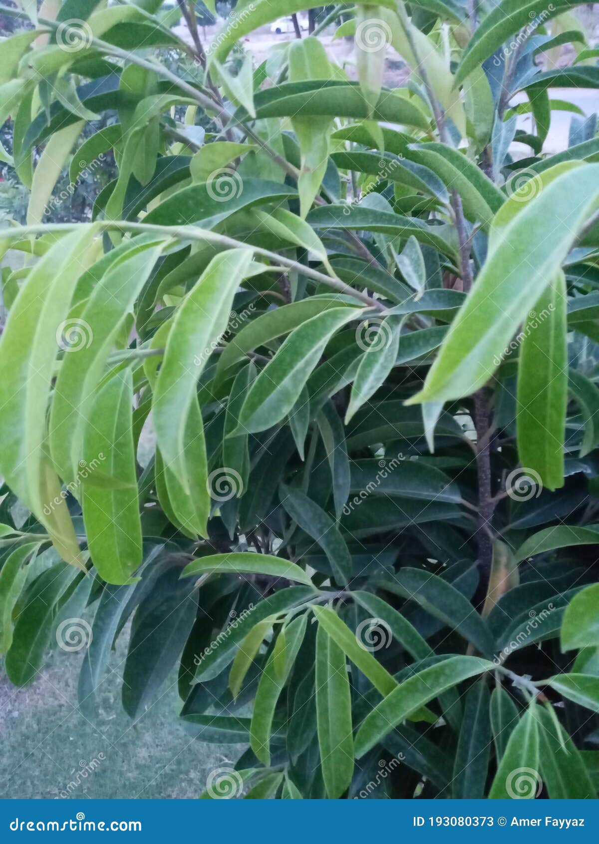 Green leef tree in loan stock image. Image of tree, leef - 193080373