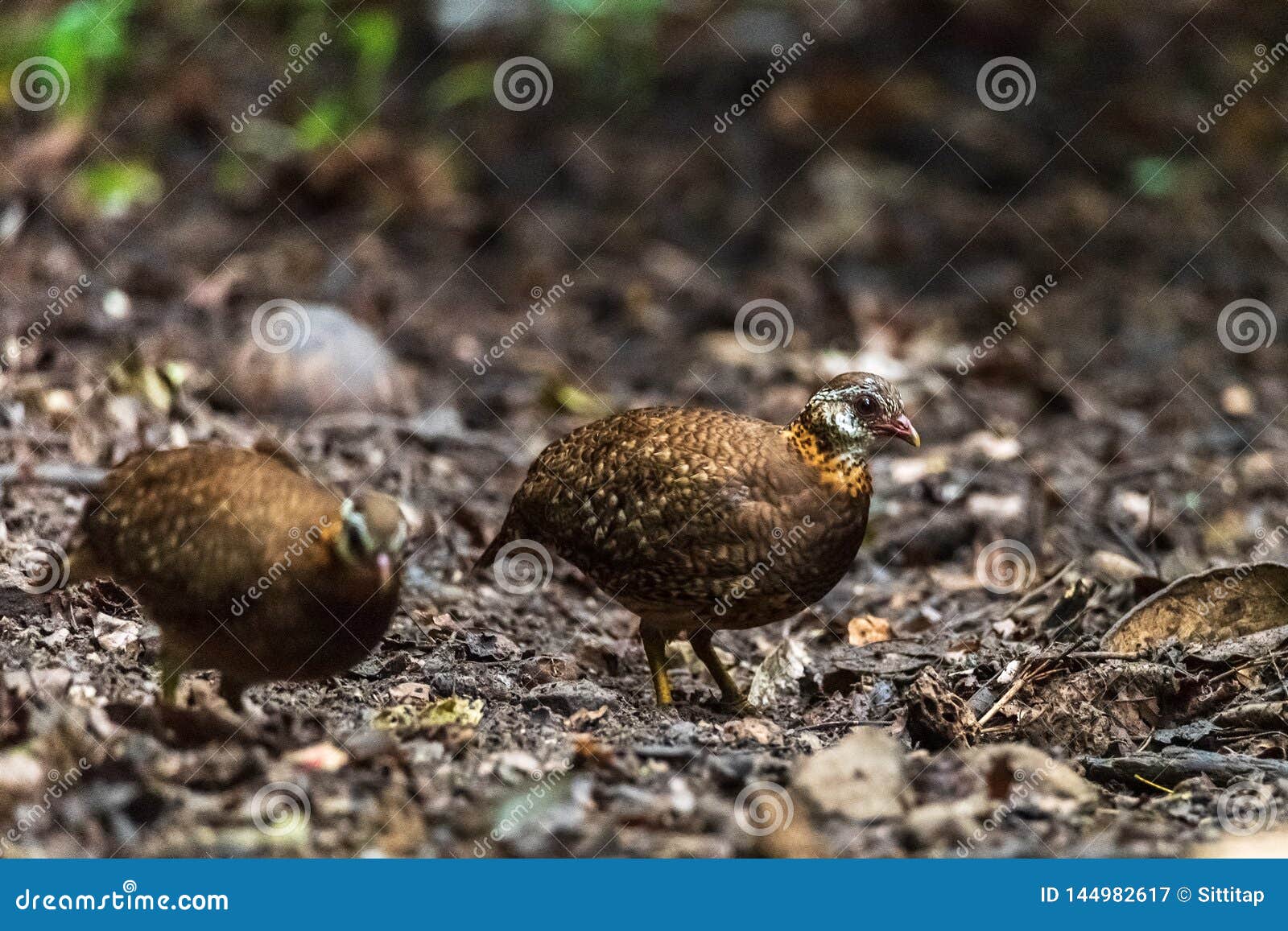 Green-legged Partridge, Scaly-breasted Partridge Stock Image - Image of ...