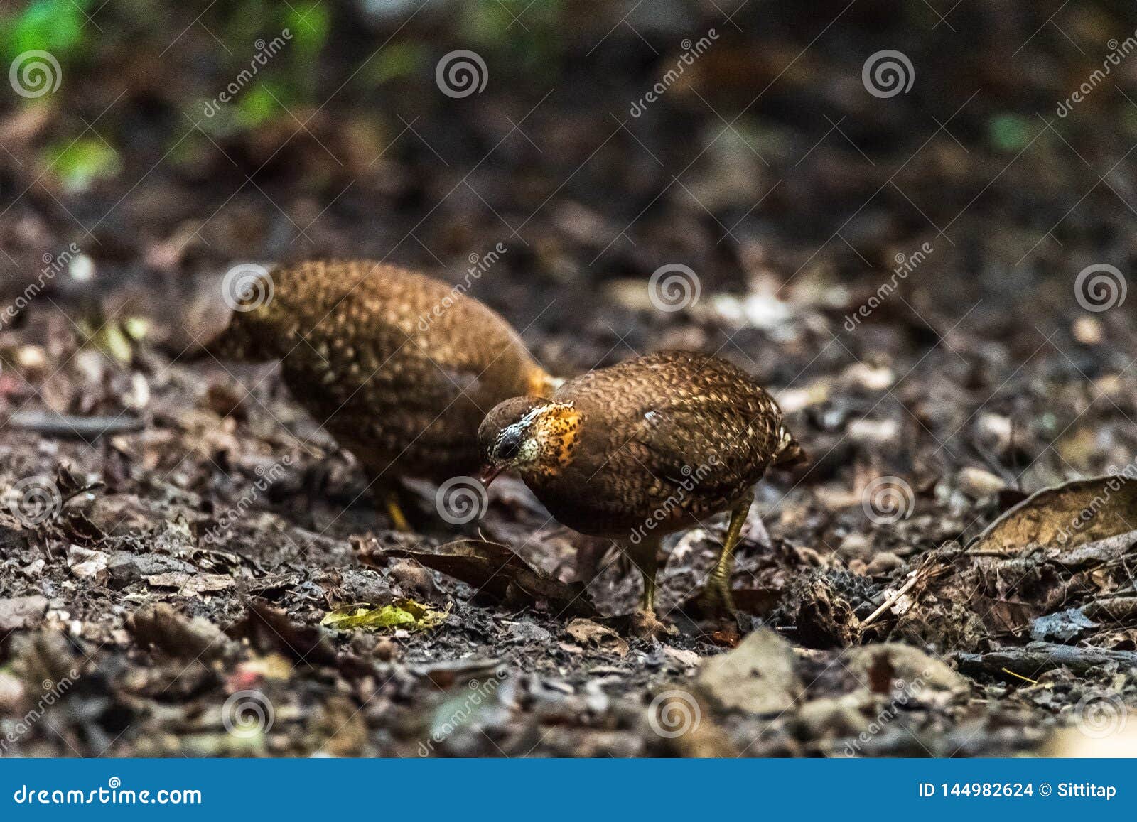 Green-legged Partridge, Scaly-breasted Partridge Stock Photo - Image of ...