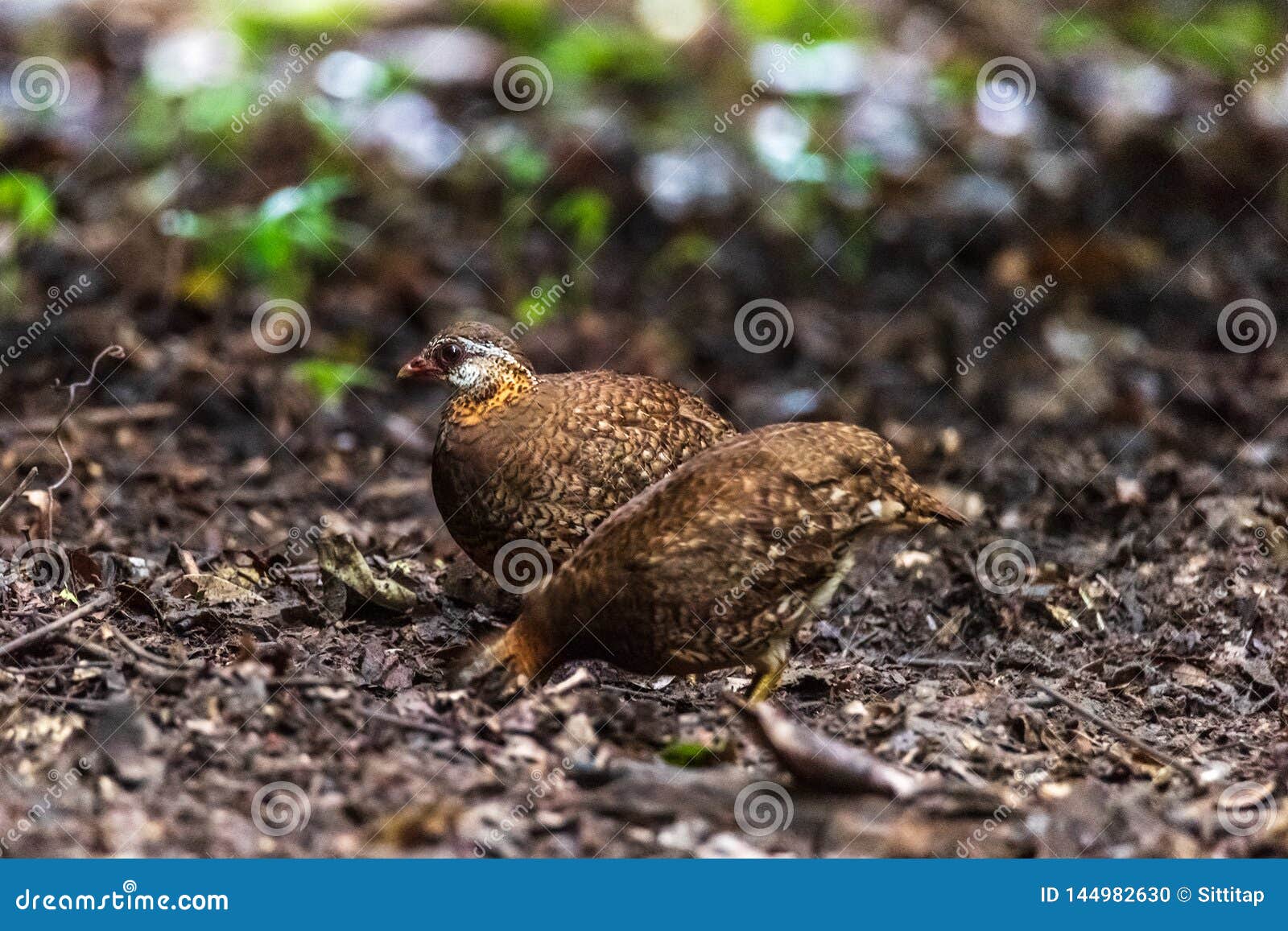 Green-legged Partridge, Scaly-breasted Partridge Stock Photo - Image of ...