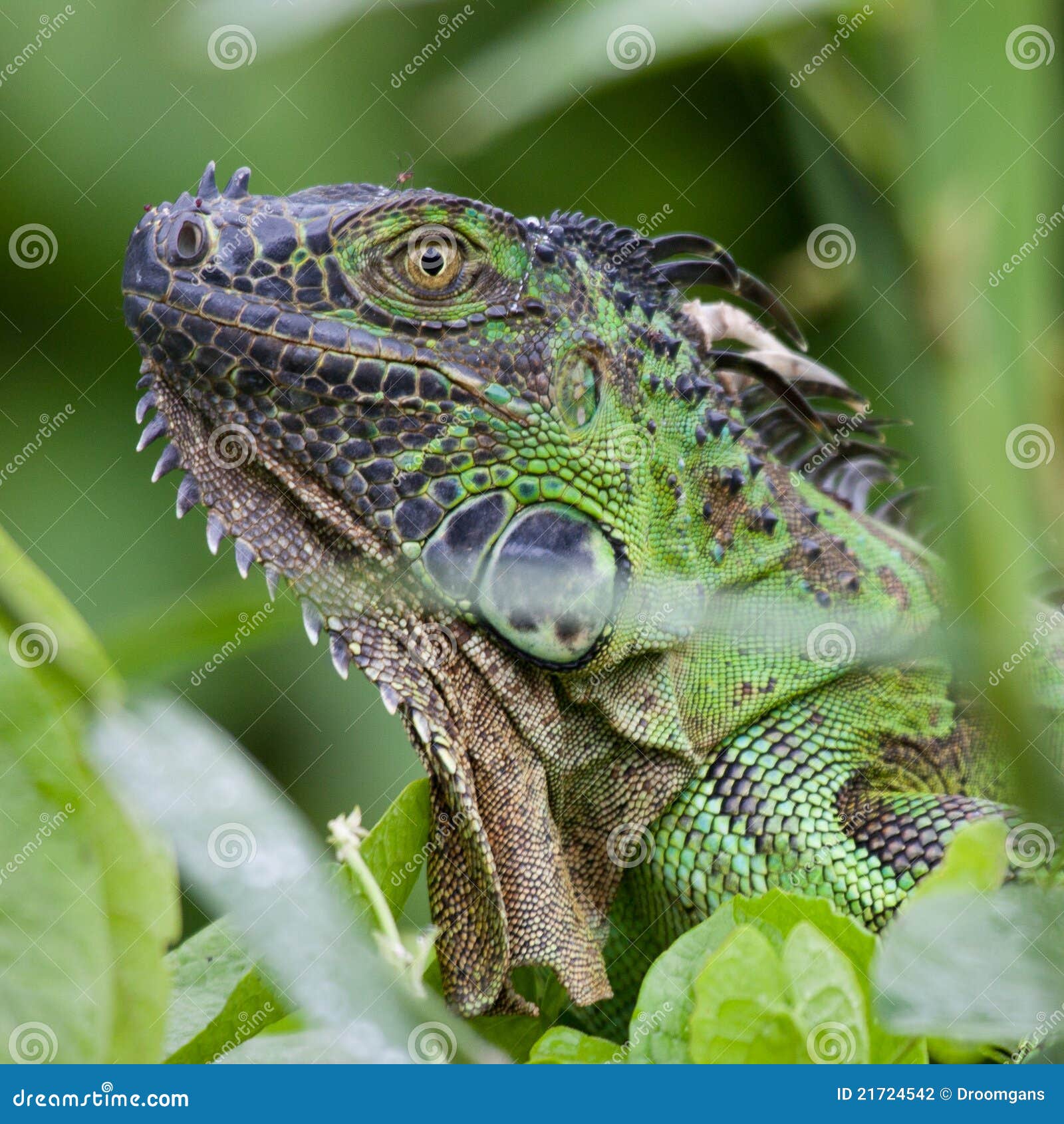 Green leguaan Costa rica stock photo. Image of south - 21724542
