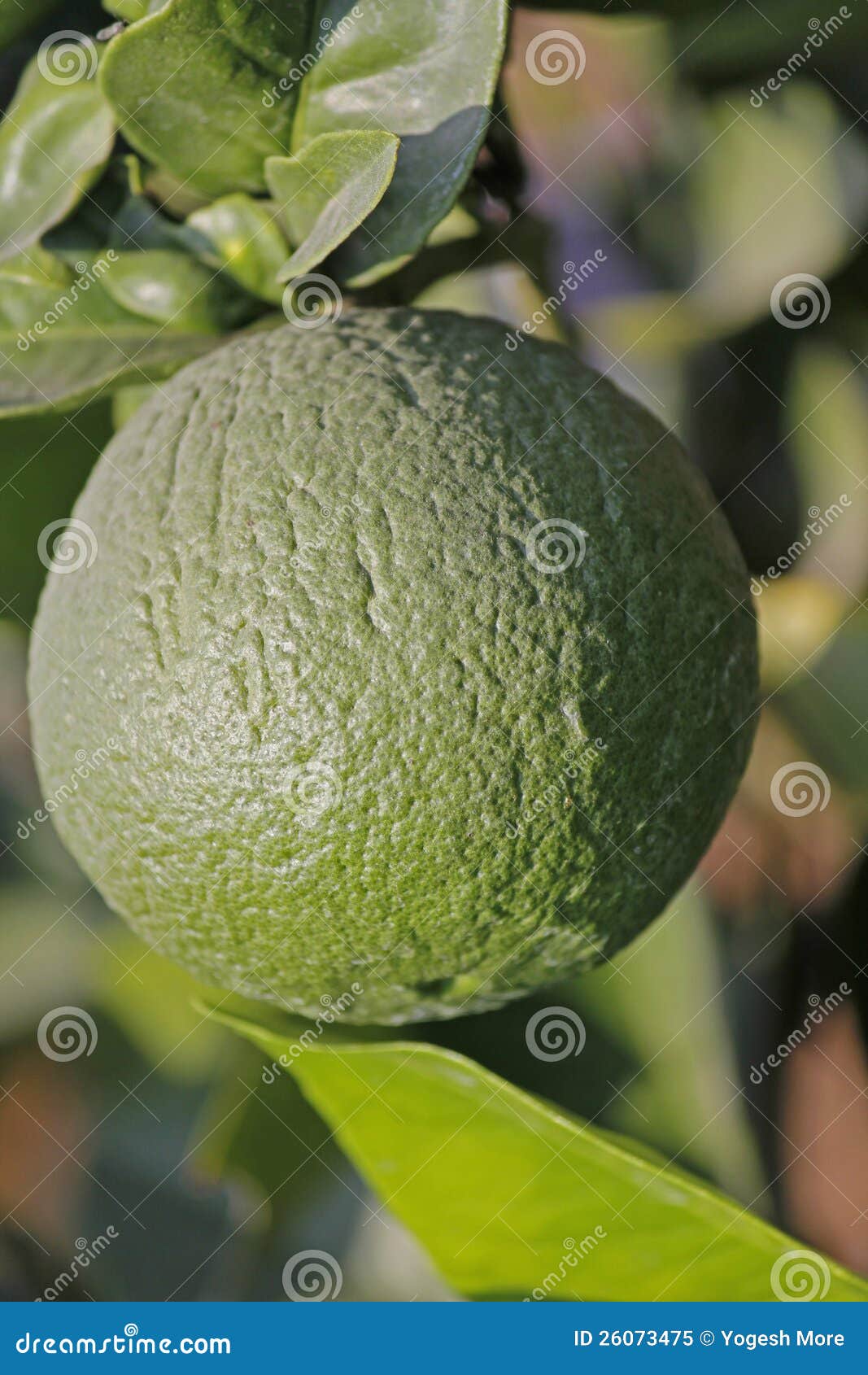 Green lemon stock image. Image of farm, citrus, fruit - 26073475