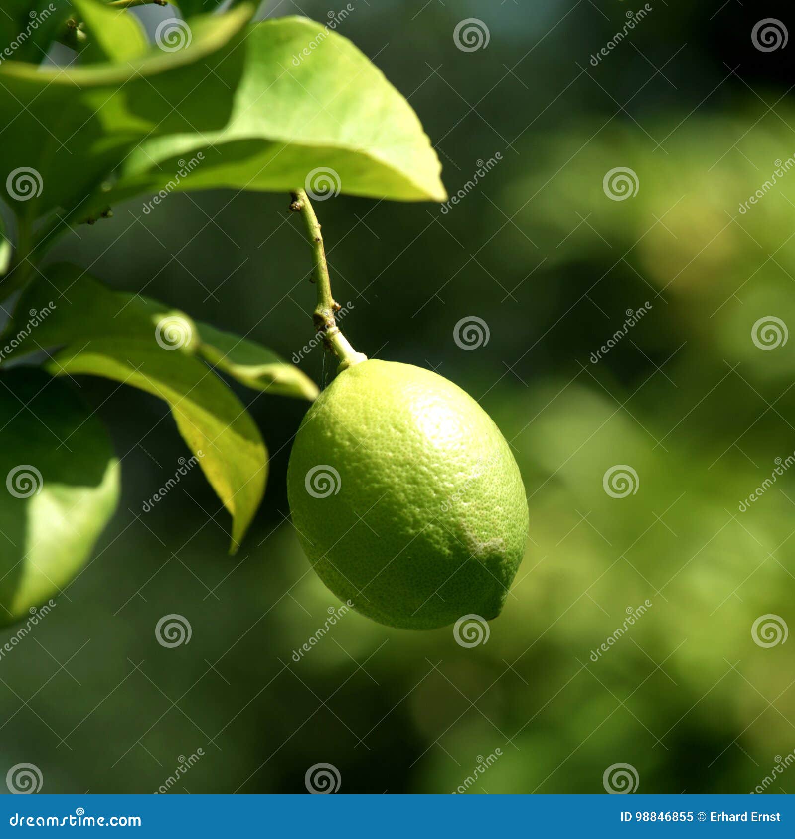 Green lemon / Citrus limon stock image. Image of summertime - 98846855