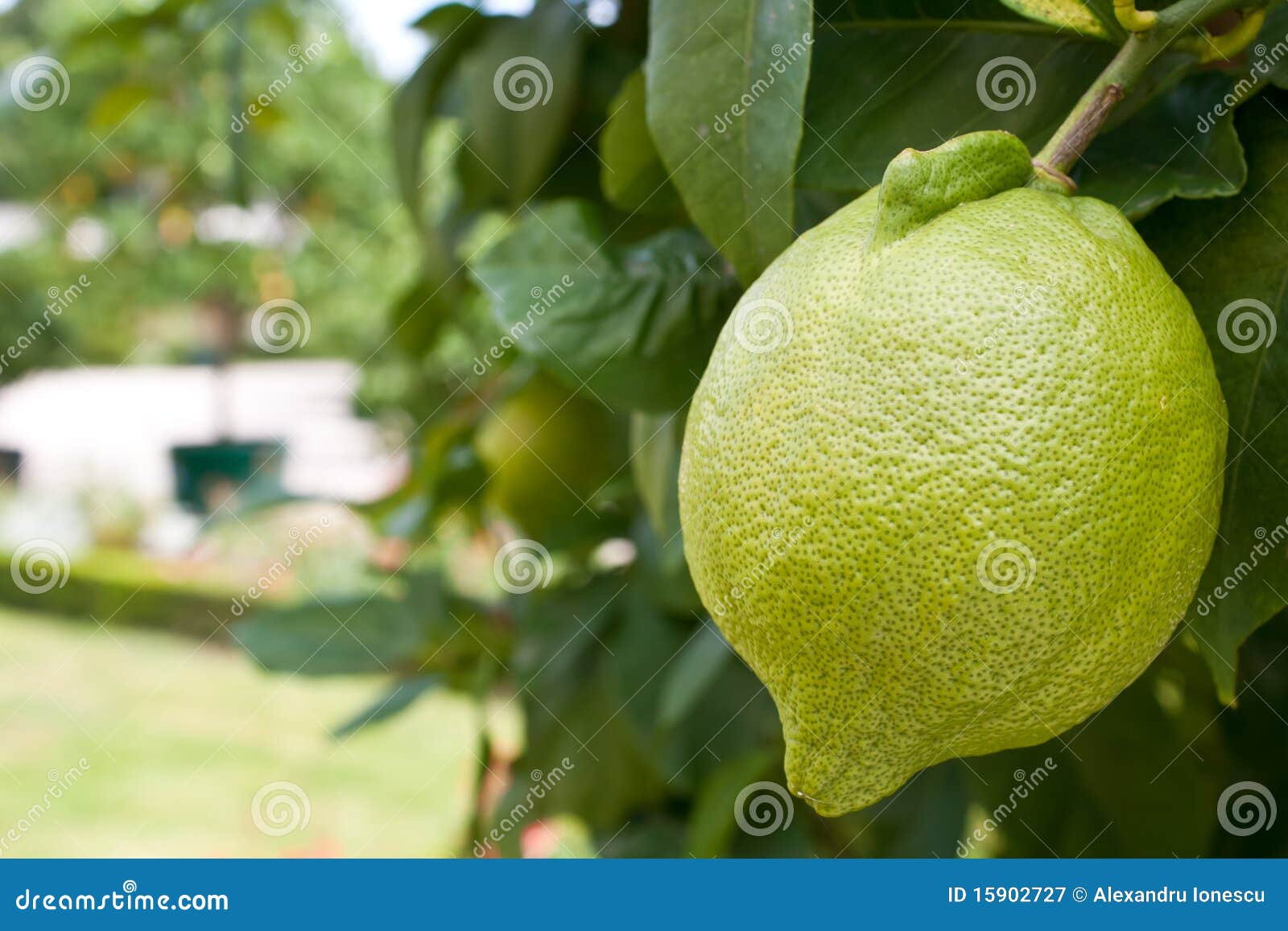 Green lemon fruit stock image. Image of nature, healthy - 15902727