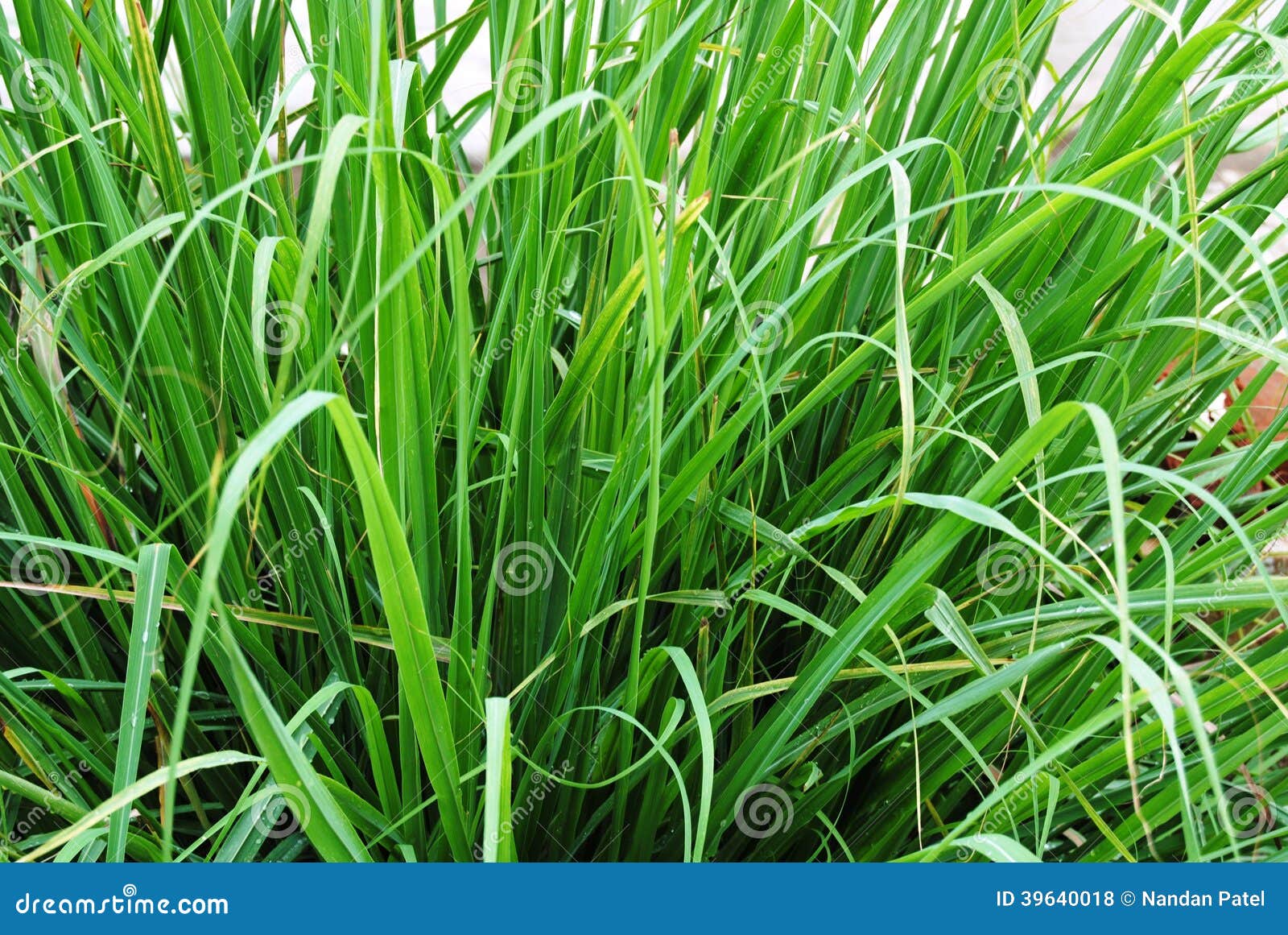 Lemon Grass. Cymbopogon Citratus. Capim Limao, Santo. Royalty-Free ...