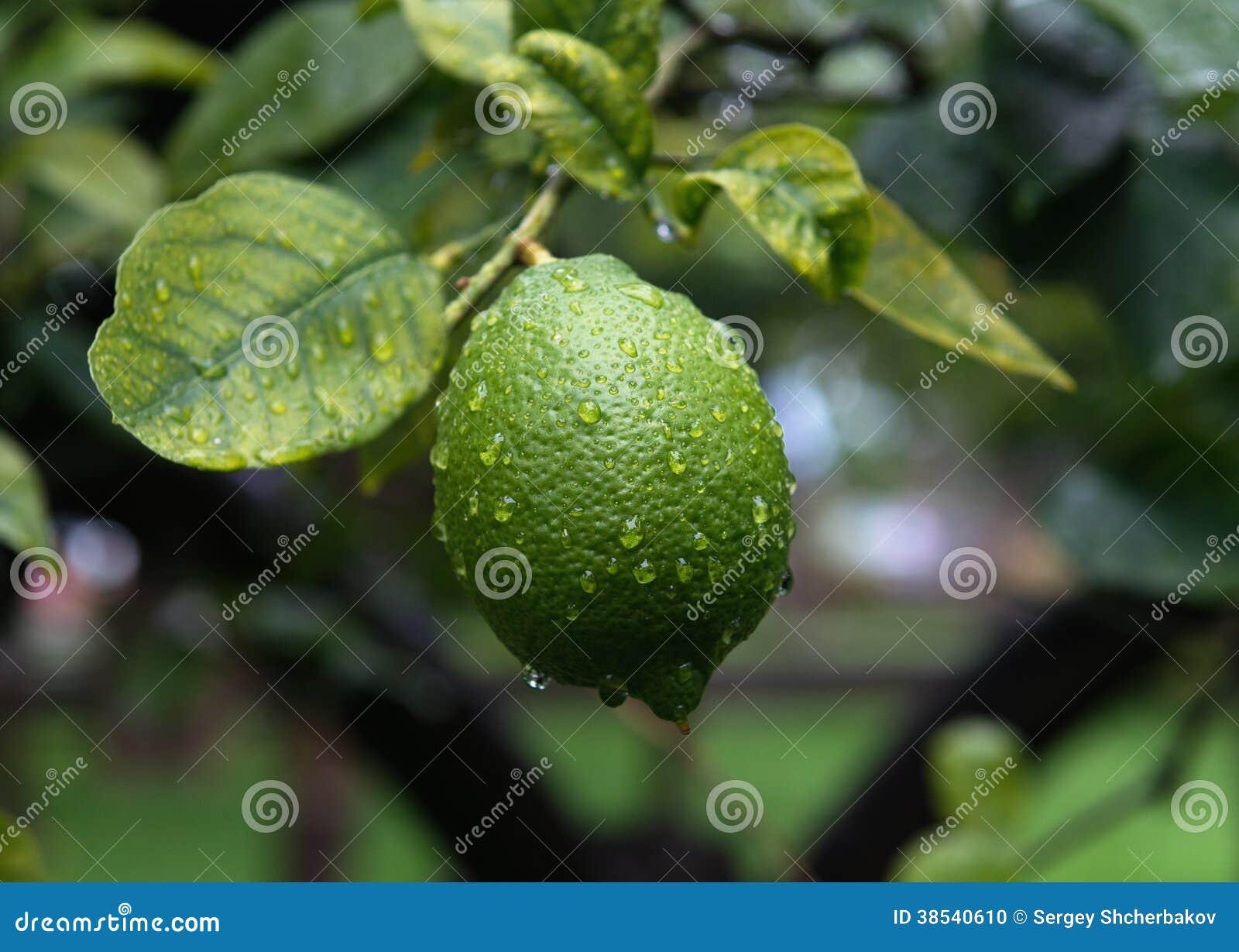 Green lemon stock photo. Image of organic, crop, freshness - 38540610