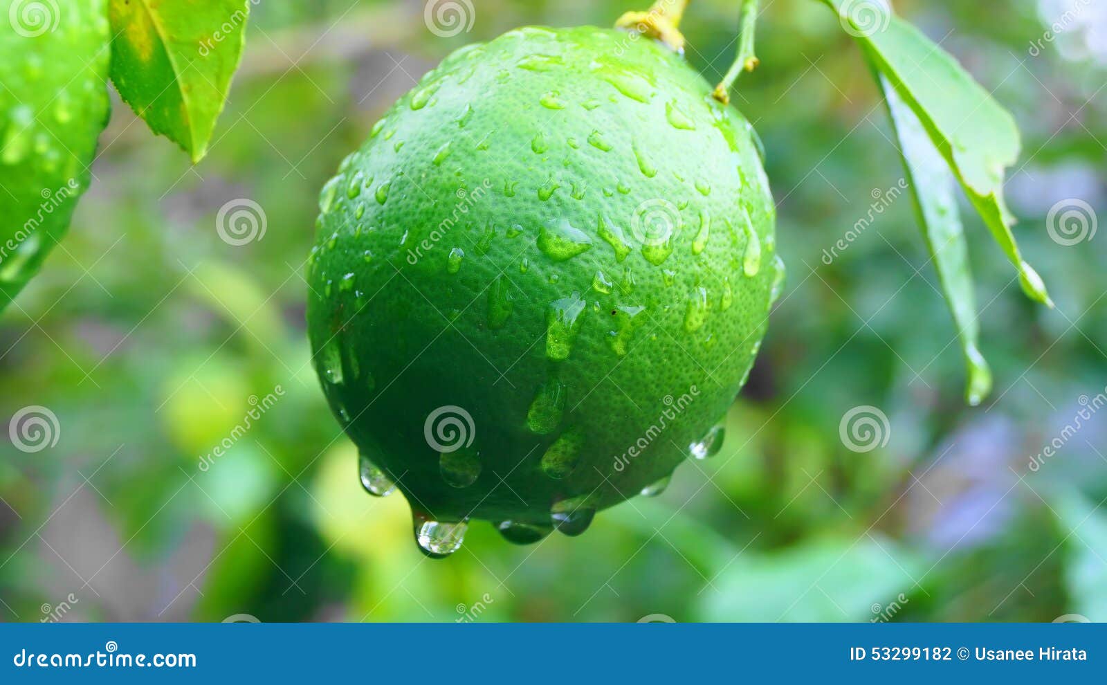 Green Lemon in Japanese Garden Stock Photo - Image of green, lemon ...