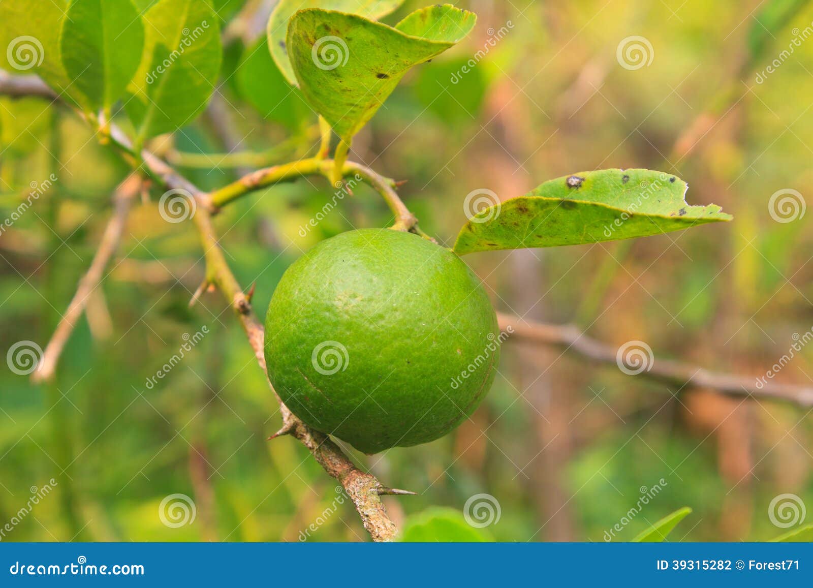 Green Lemon on the Lemon Tree in Organic Farm Stock Photo - Image of ...