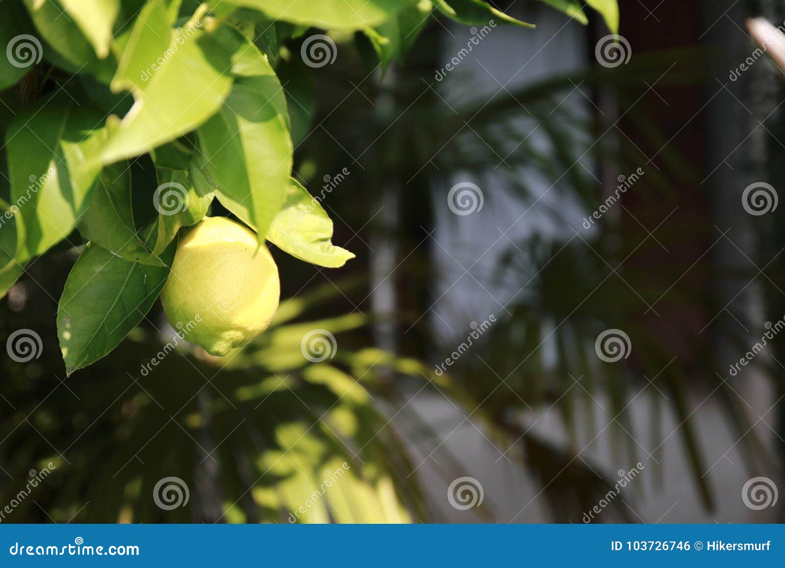 Lemon, lime, in the tree stock photo. Image of lemonade - 103726746