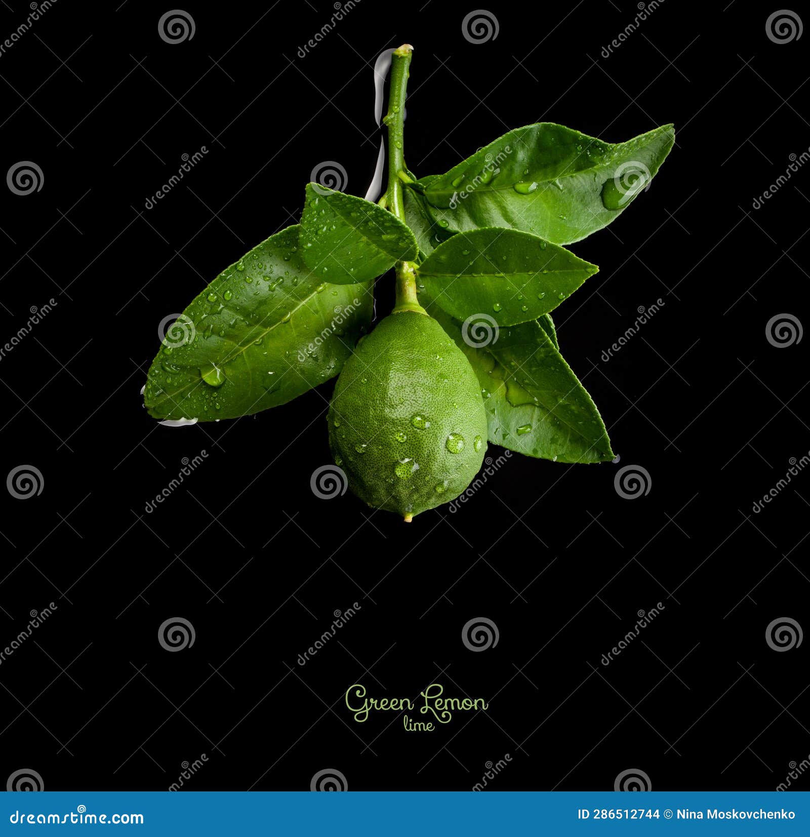 Green Lemon or Lime on Tree Branch with Green Leaves Stock Photo ...