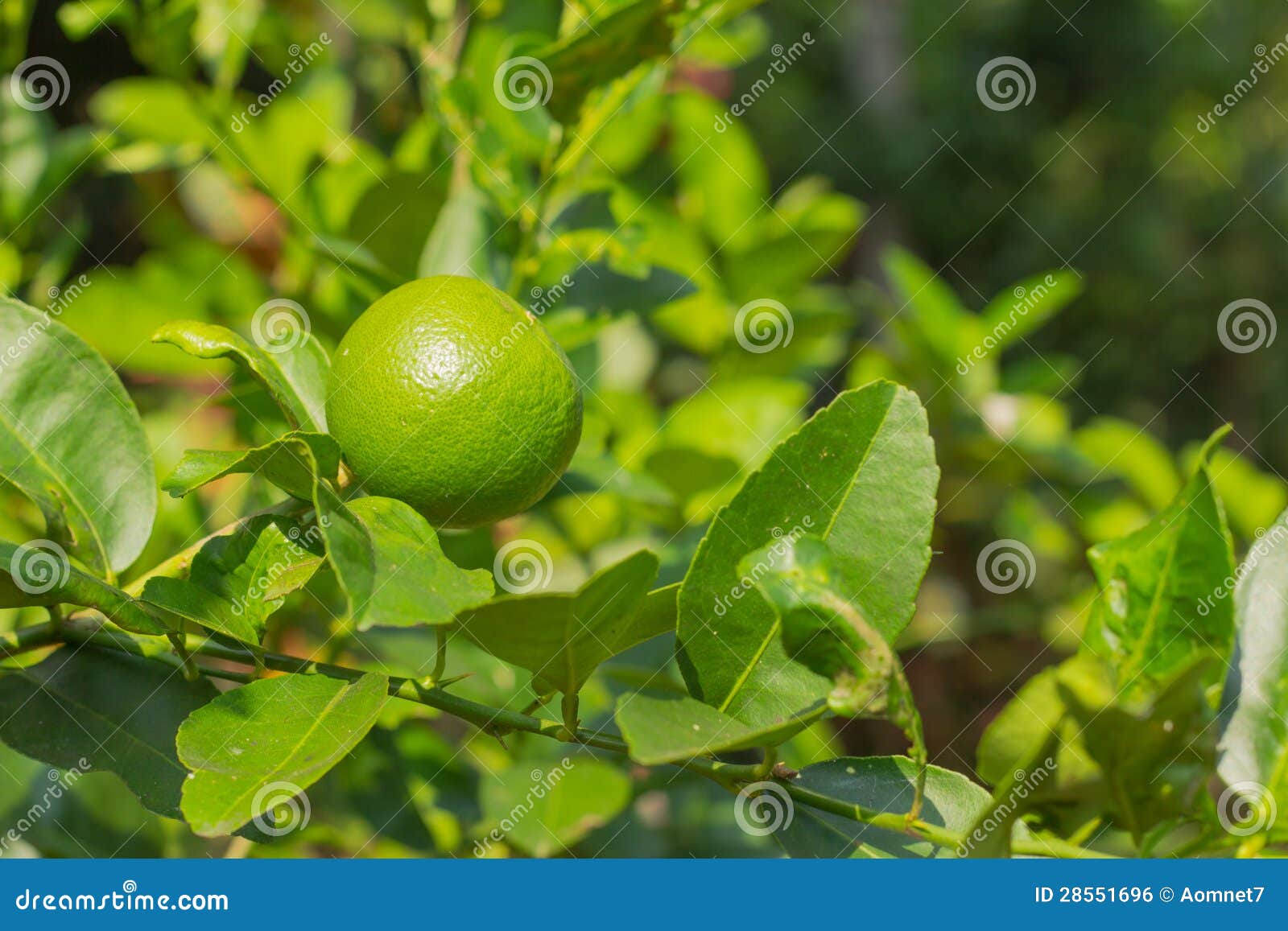 Green lemon on tree stock photo. Image of bunch, beautiful - 28551696