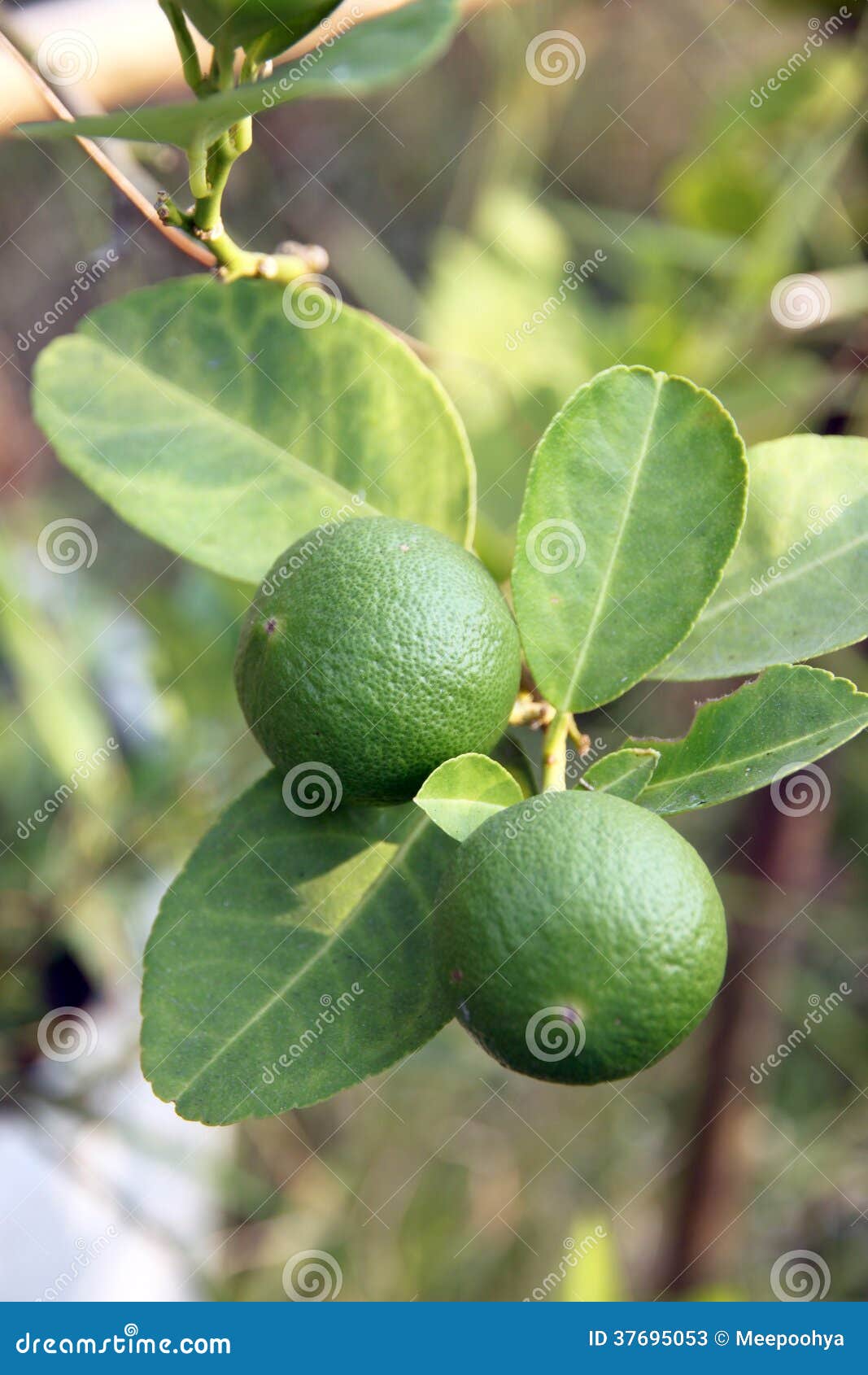 Green lemon on tree. stock image. Image of ingredient - 37695053