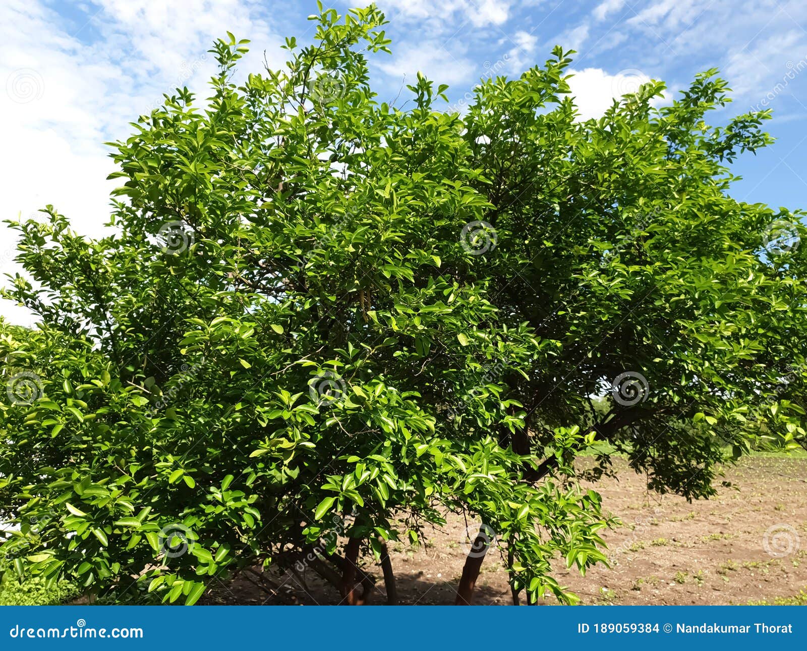 Green Lemon Tree in the Field Stock Photo - Image of branch, lemon ...