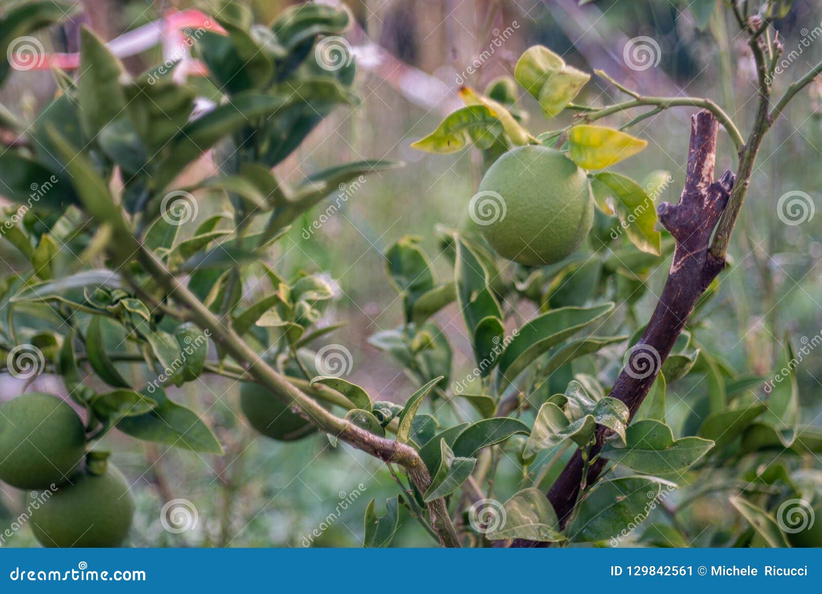 Green lemon tree garden stock image. Image of freshness - 129842561