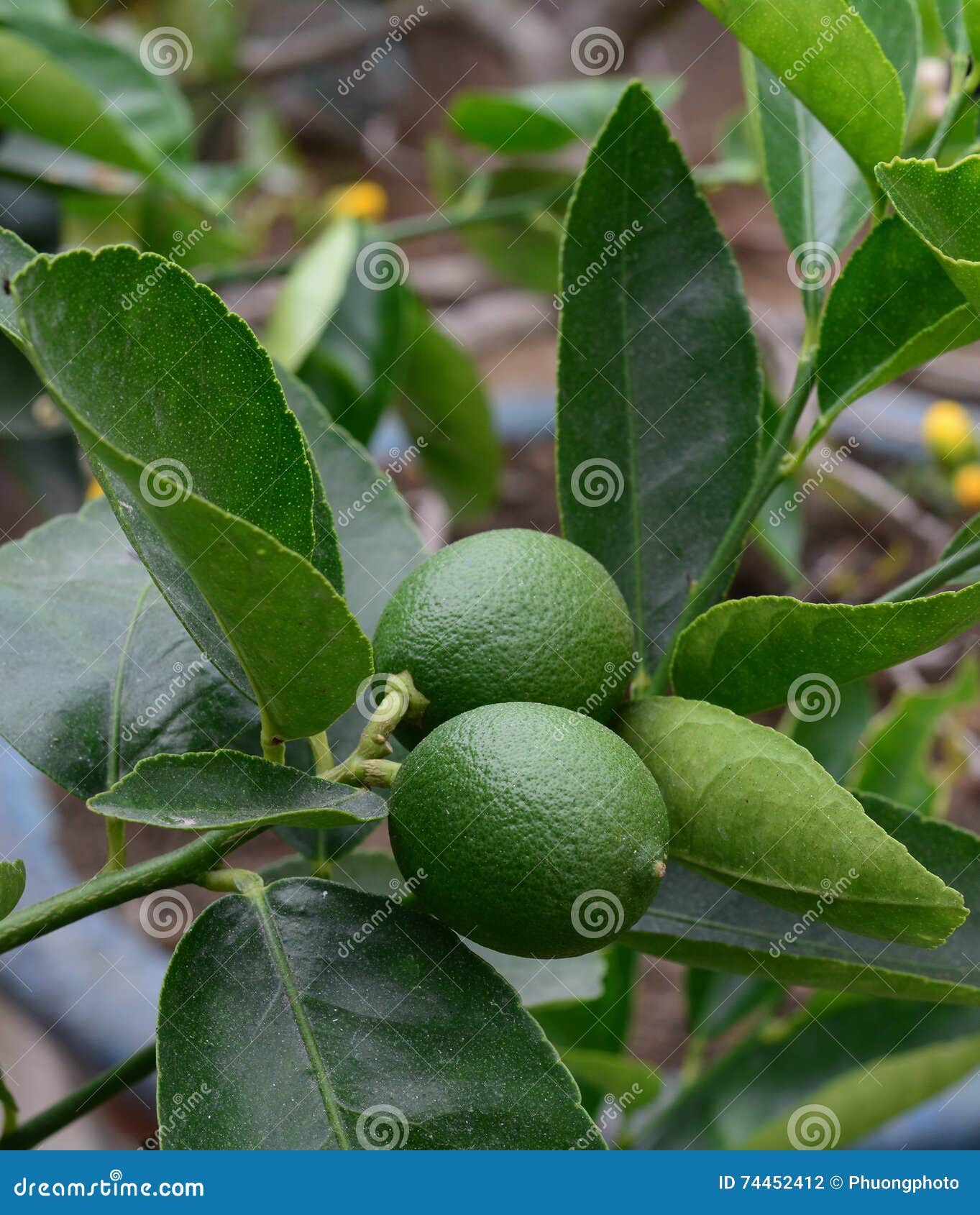 Green Lemon Tree at the Garden Stock Photo - Image of sunny, view: 74452412