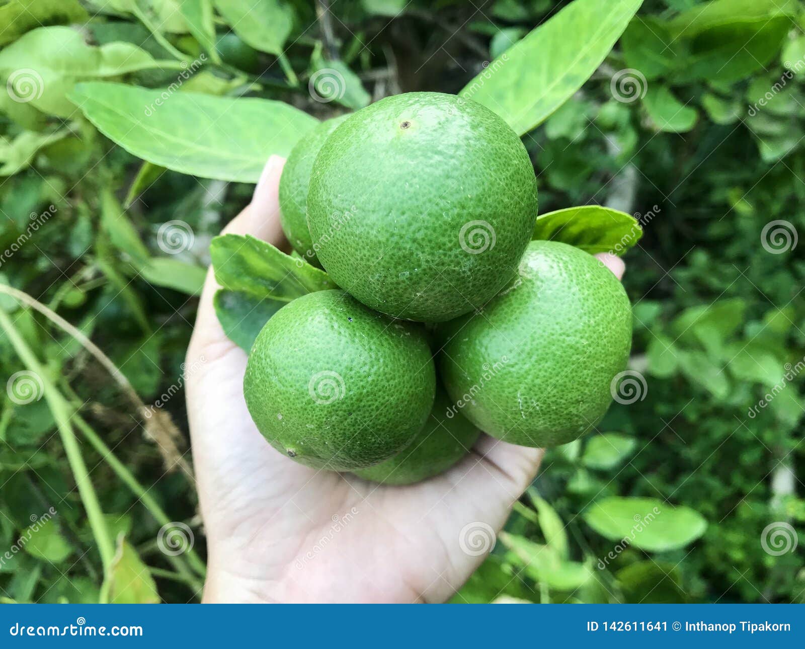 Green Lemon on the tree stock image. Image of clean - 142611641
