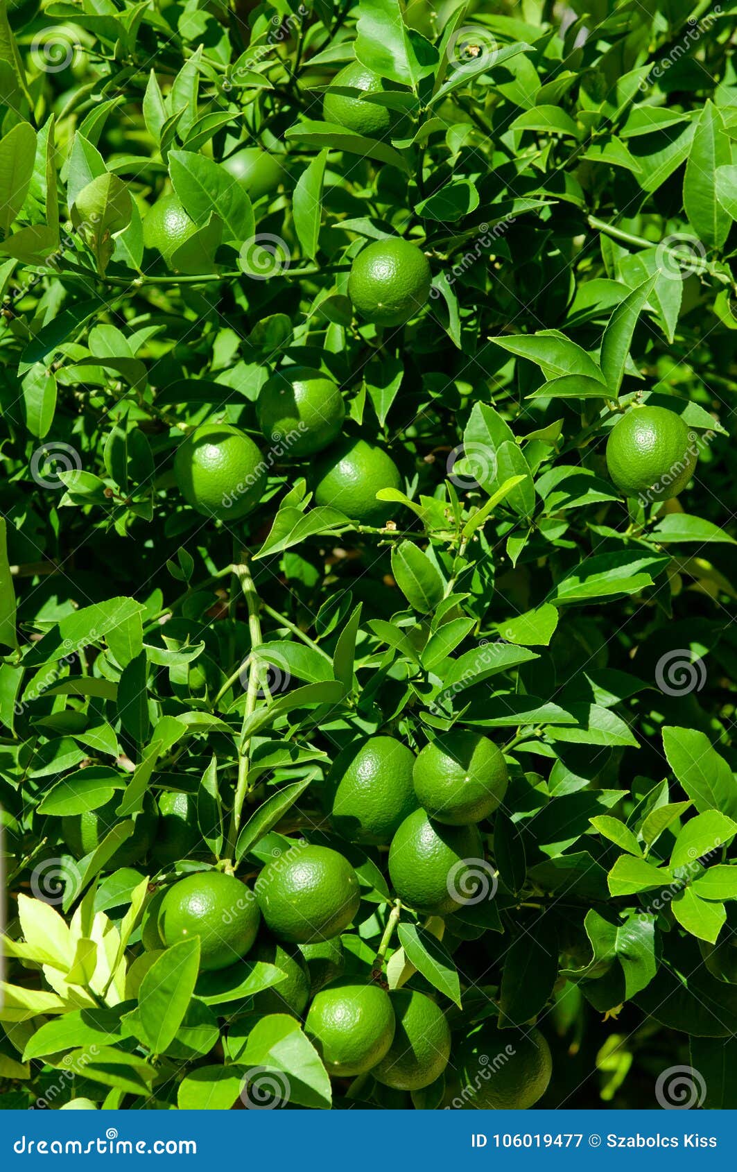 Green Lemon on Lemon Tree with Leaves Stock Image - Image of vitamin ...
