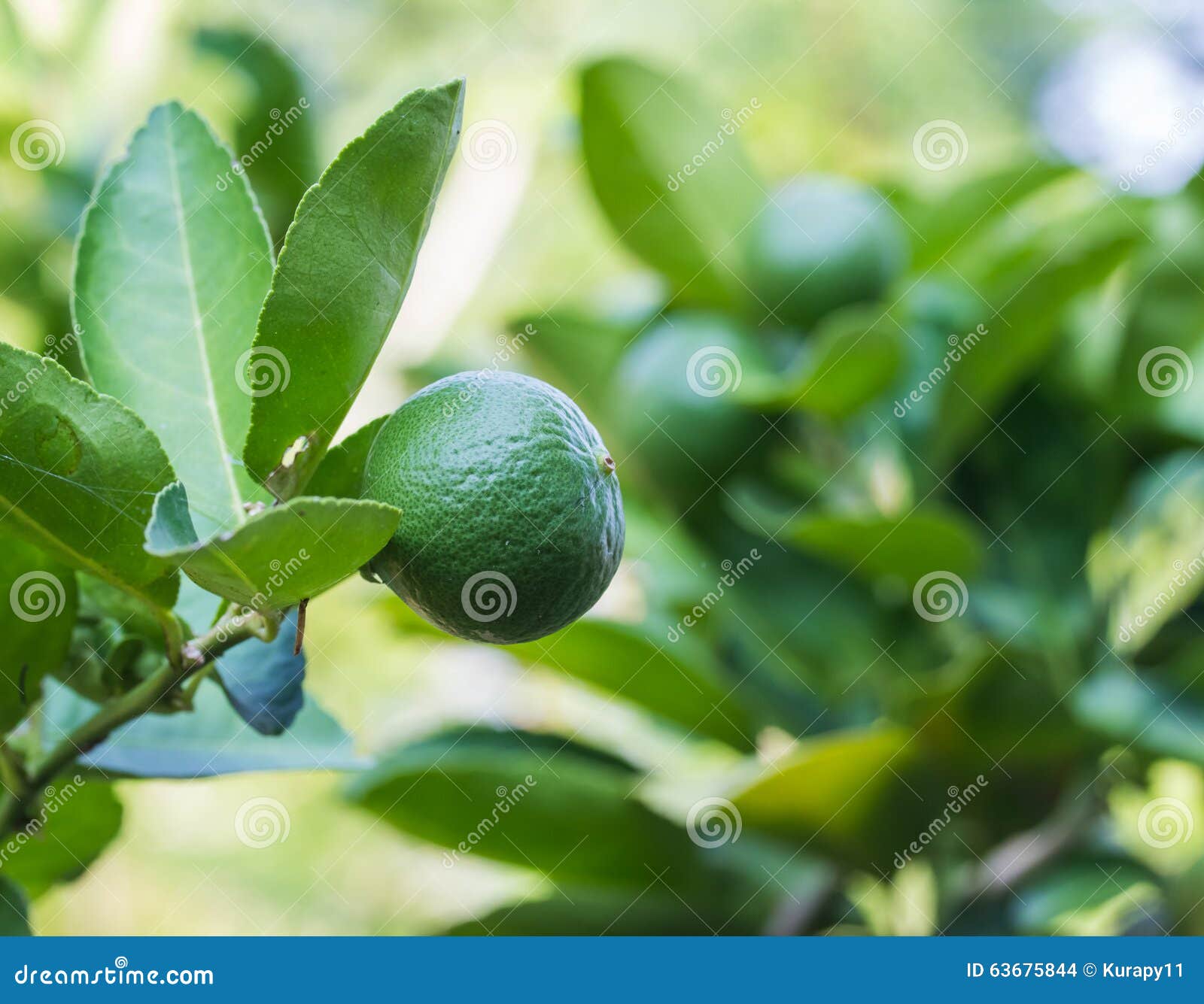 Green lemon on tree stock photo. Image of branch, fresh - 63675844