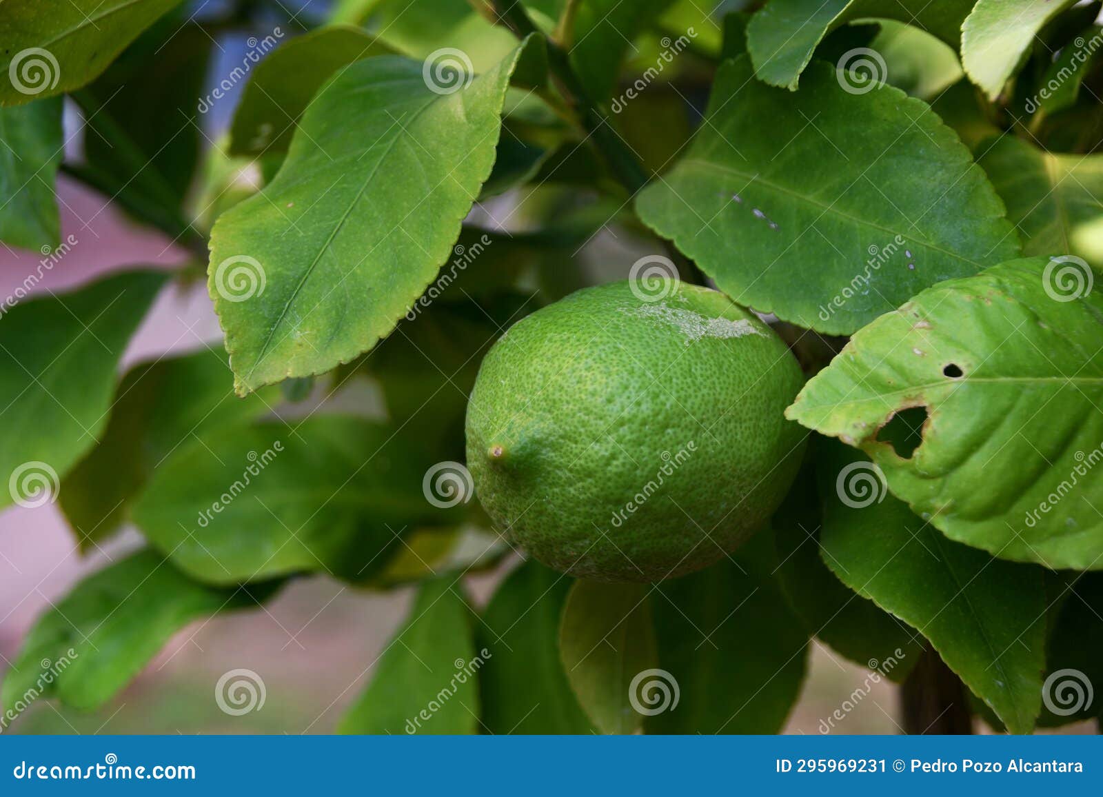 Green Lemon on a Lemon Tree Stock Image - Image of agriculture ...