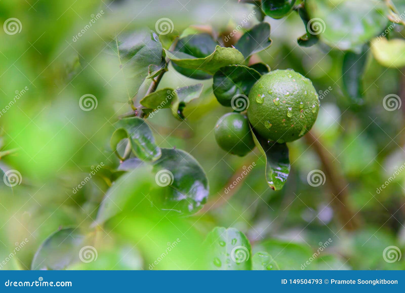 Green Lemon on Tree with Water Drop Stock Image - Image of rain ...