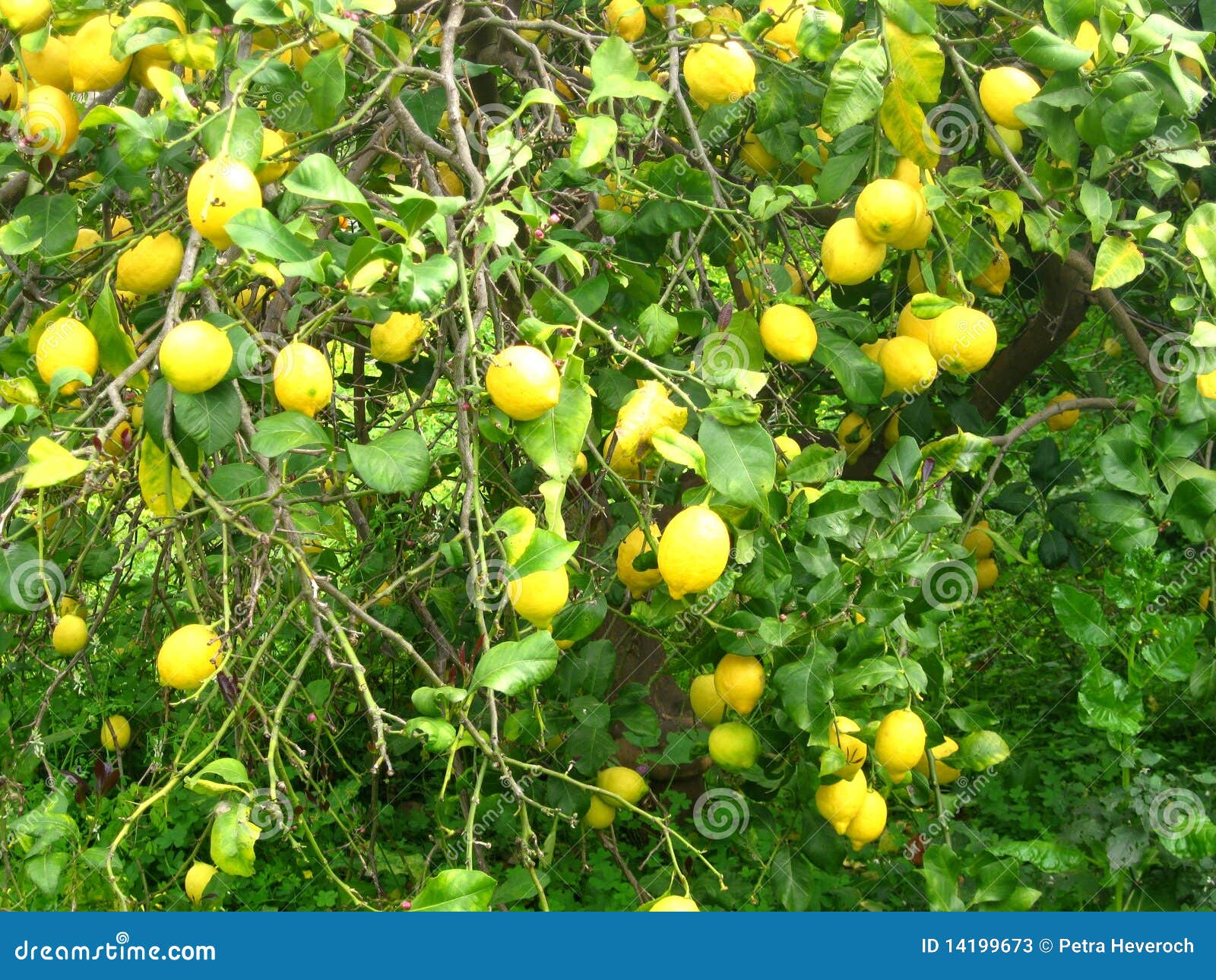 Green lemon trees stock image. Image of spring, plant - 14199673