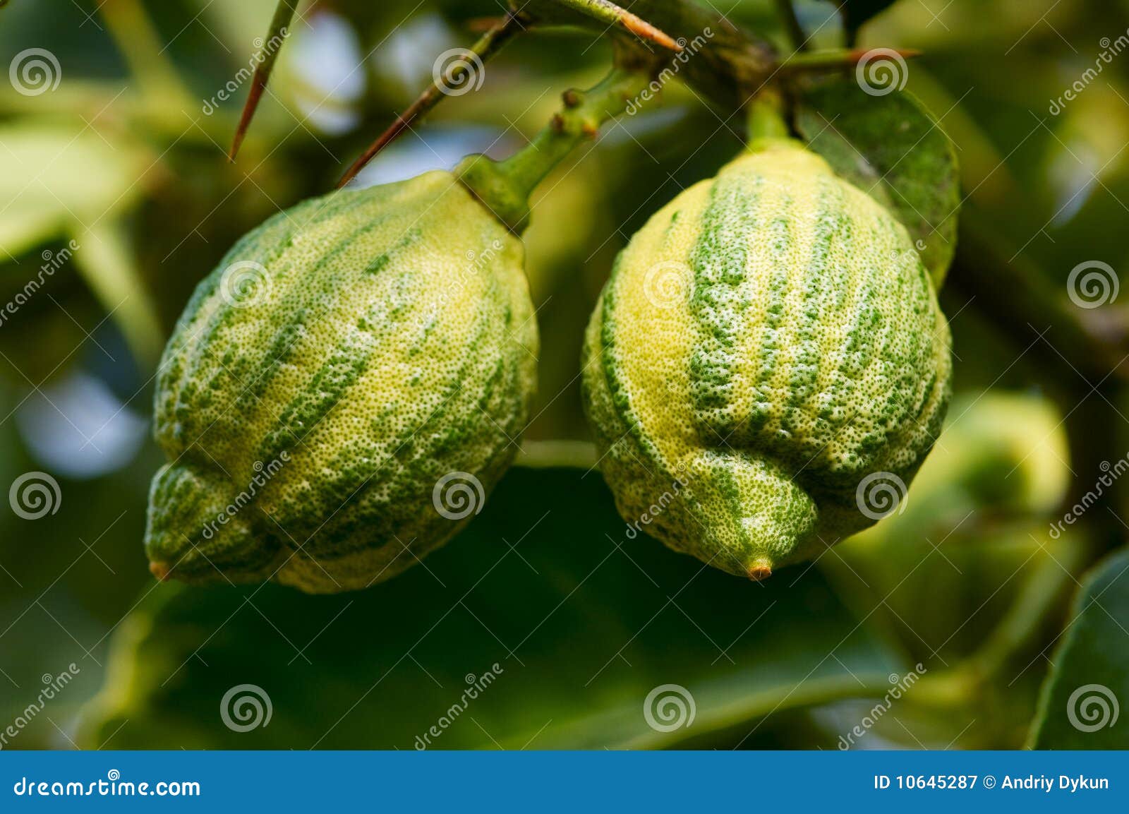 Green lemone tree stock image. Image of branch, nature - 10645287