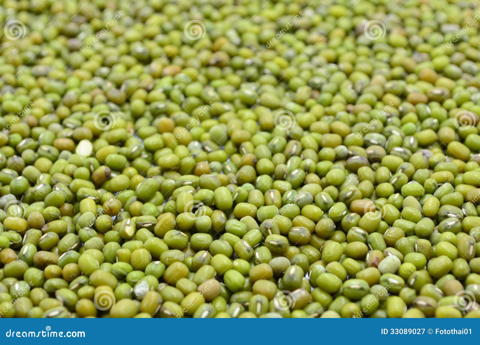 Green lentil stock image. Image of bean, green, nutrient - 33089027