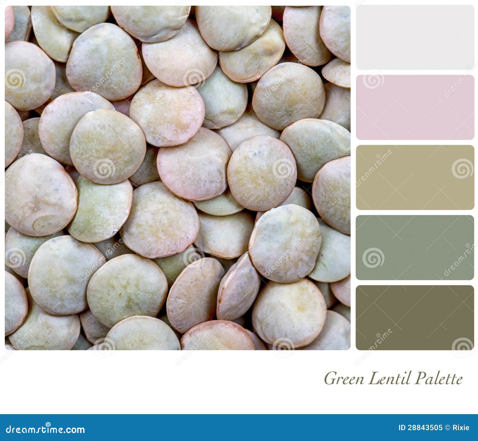 Green Lentil Palette stock image. Image of colorful, bean - 28843505