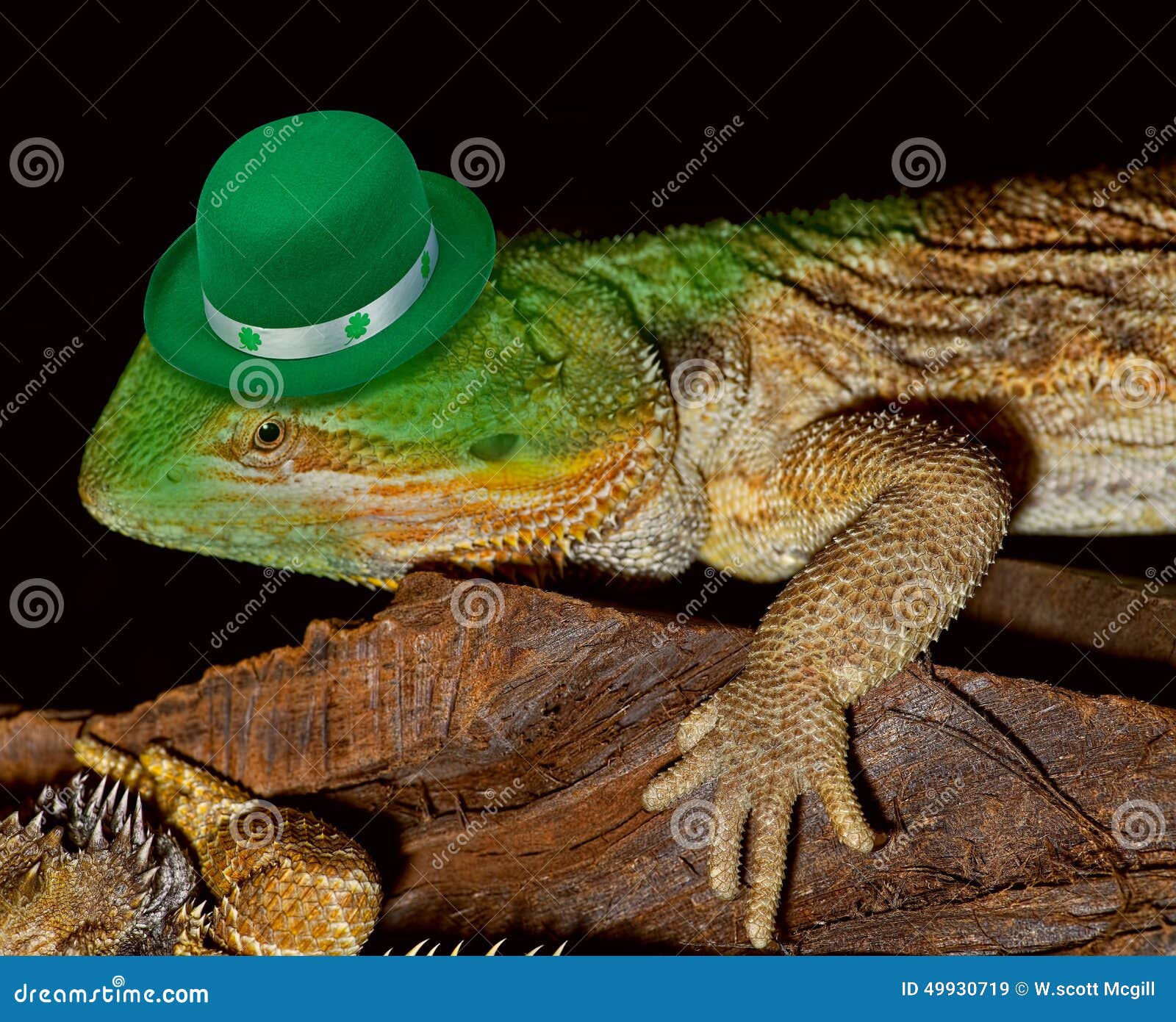 Green Leprechaun Lizard. stock image. Image of animal - 49930719