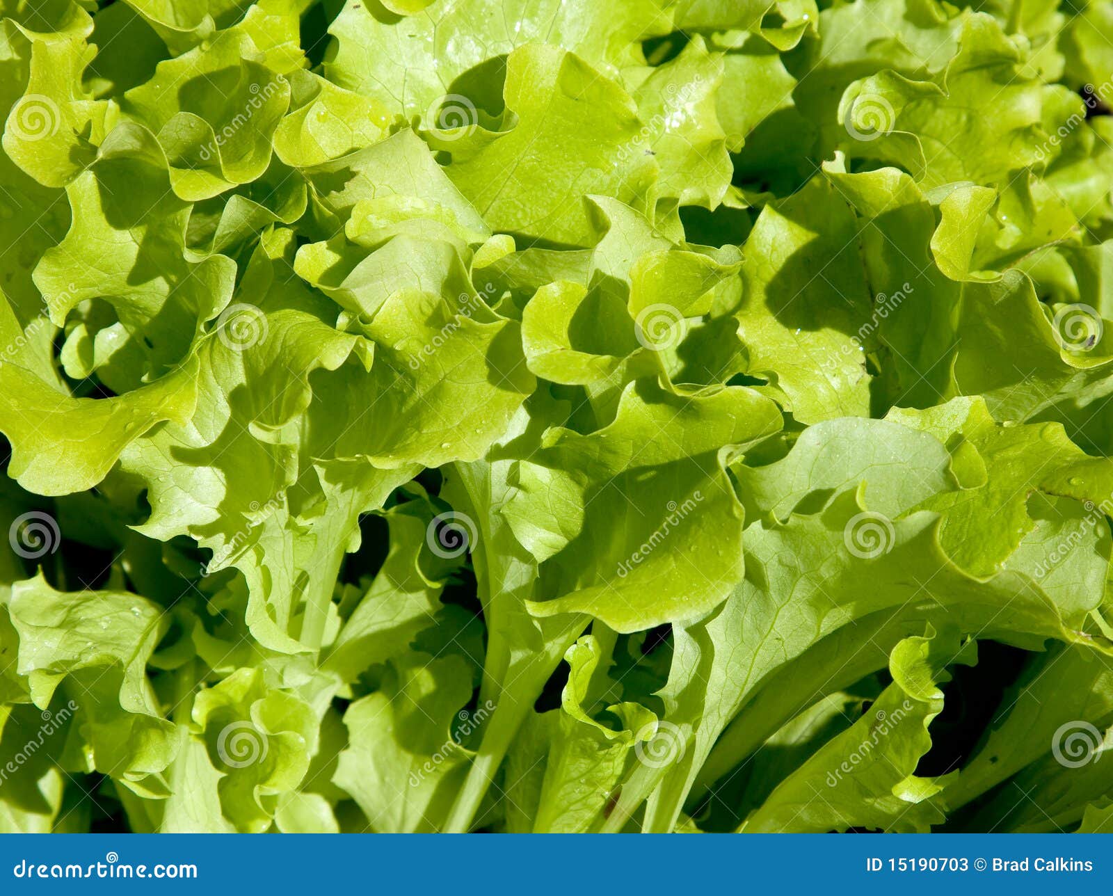 Green lettuce stock image. Image of green, vegetables - 15190703