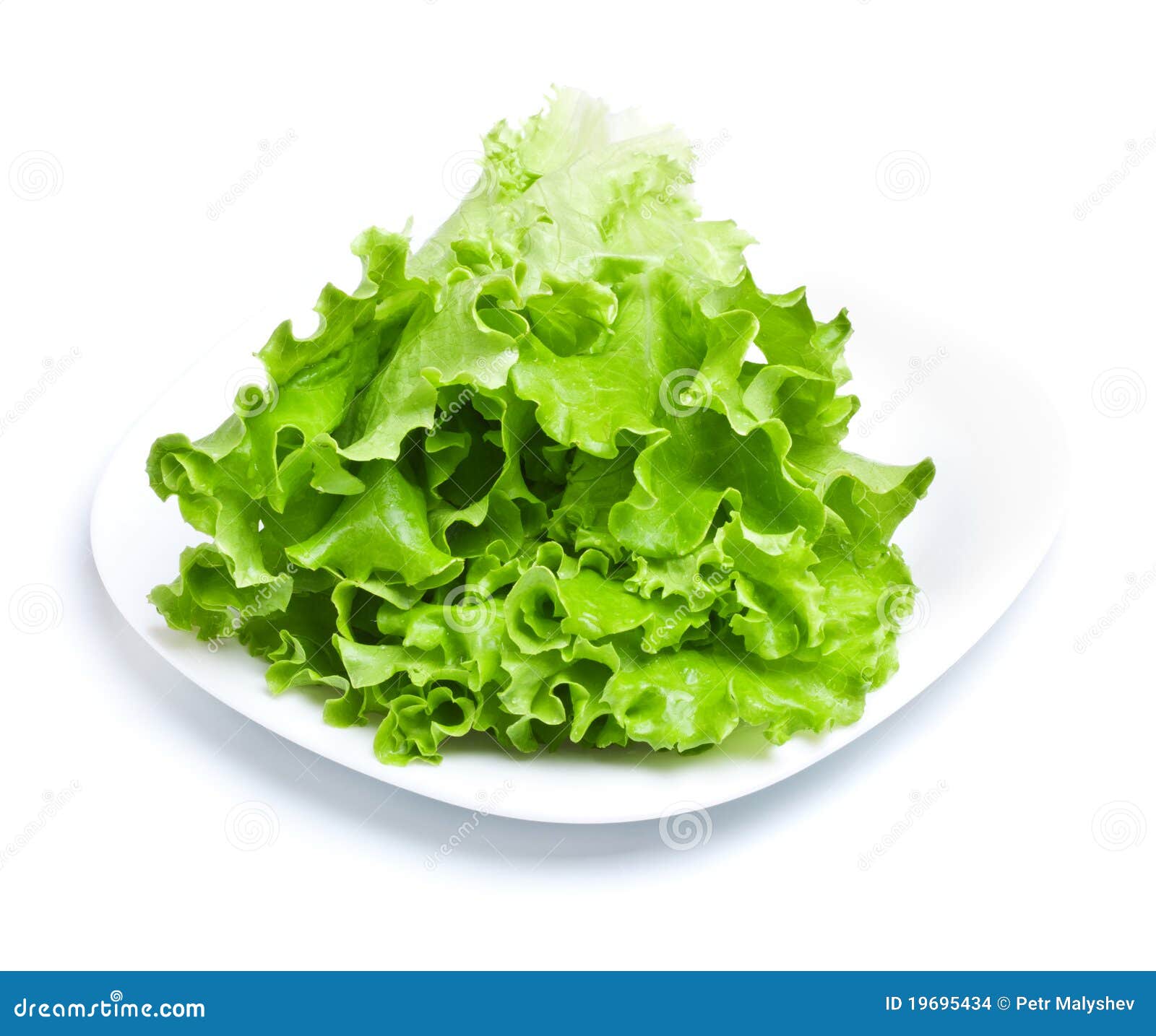 Green Lettuce stock photo. Image of food, green, leaves - 19695434