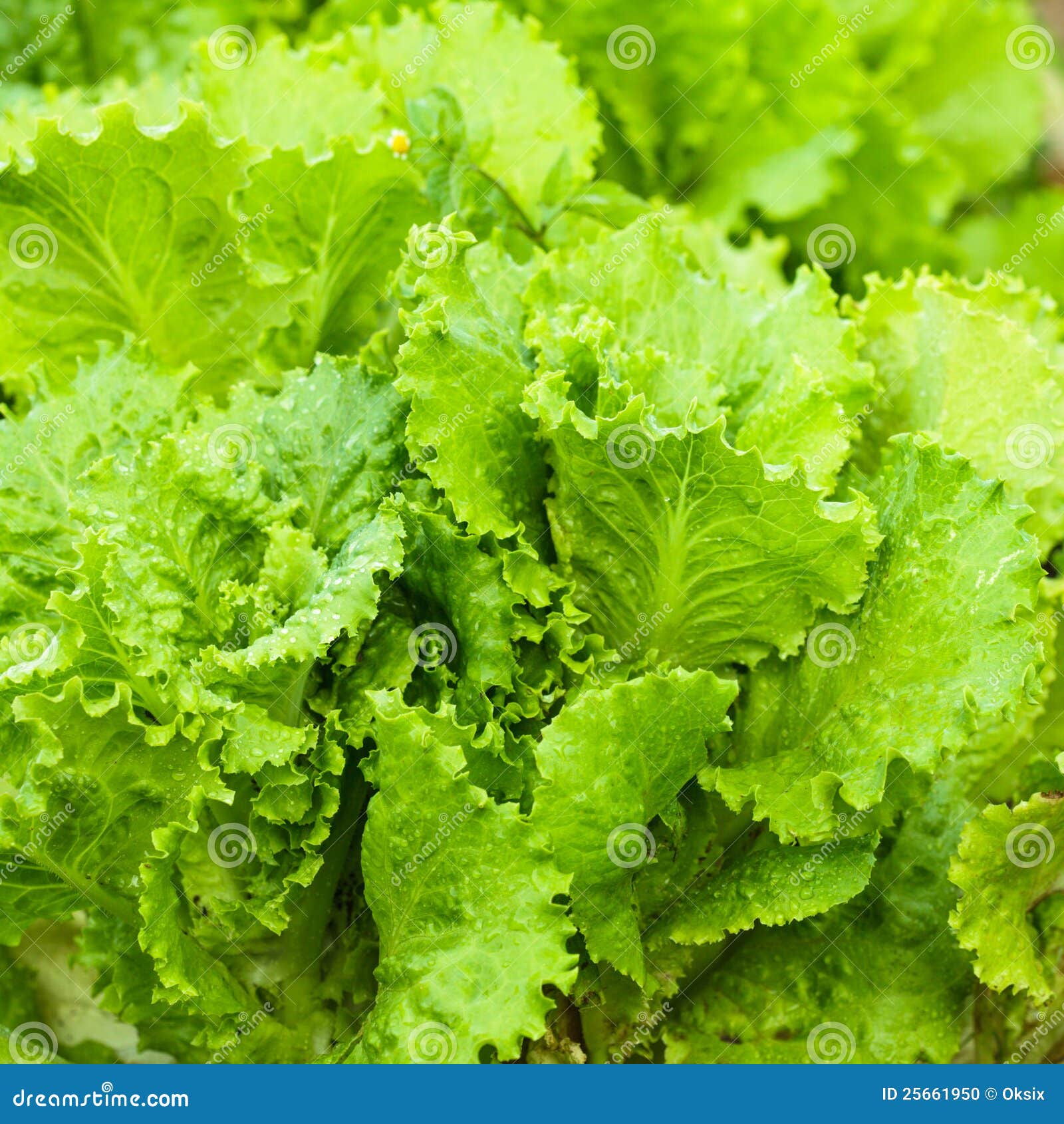Green lettuce stock photo. Image of cultivate, nature - 25661950