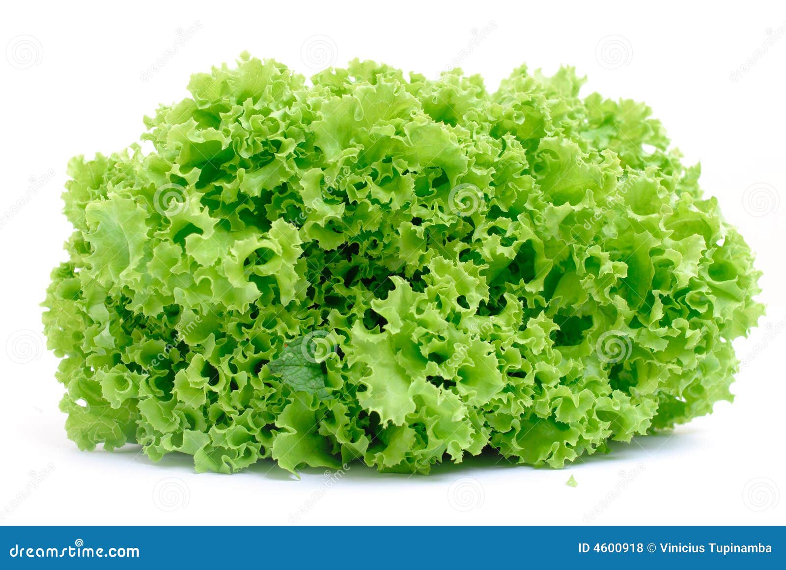 Green Lettuce stock photo. Image of lettuce, salad, bunch - 4600918