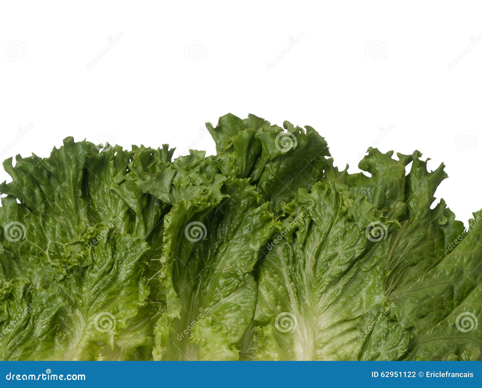 Green Lettuce Bottom Border Isolated on White Stock Photo - Image of ...