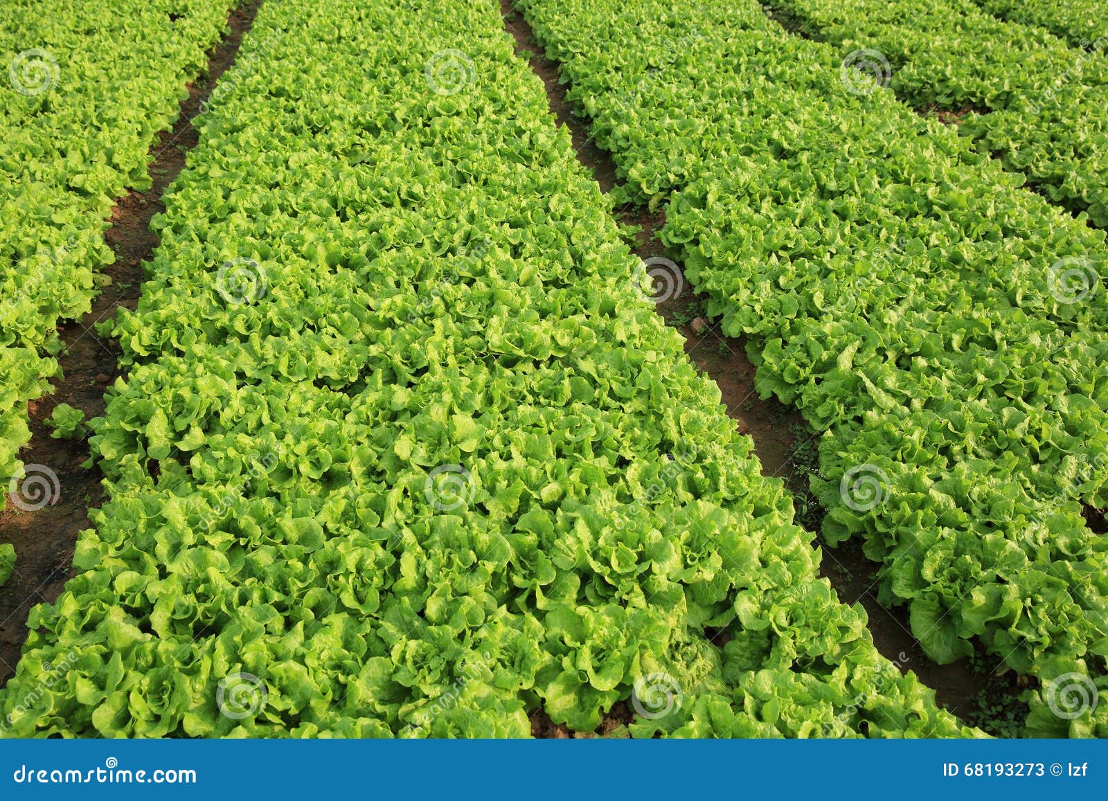 Green Lettuce Crops in Growth Stock Image - Image of cultivation, dirt ...