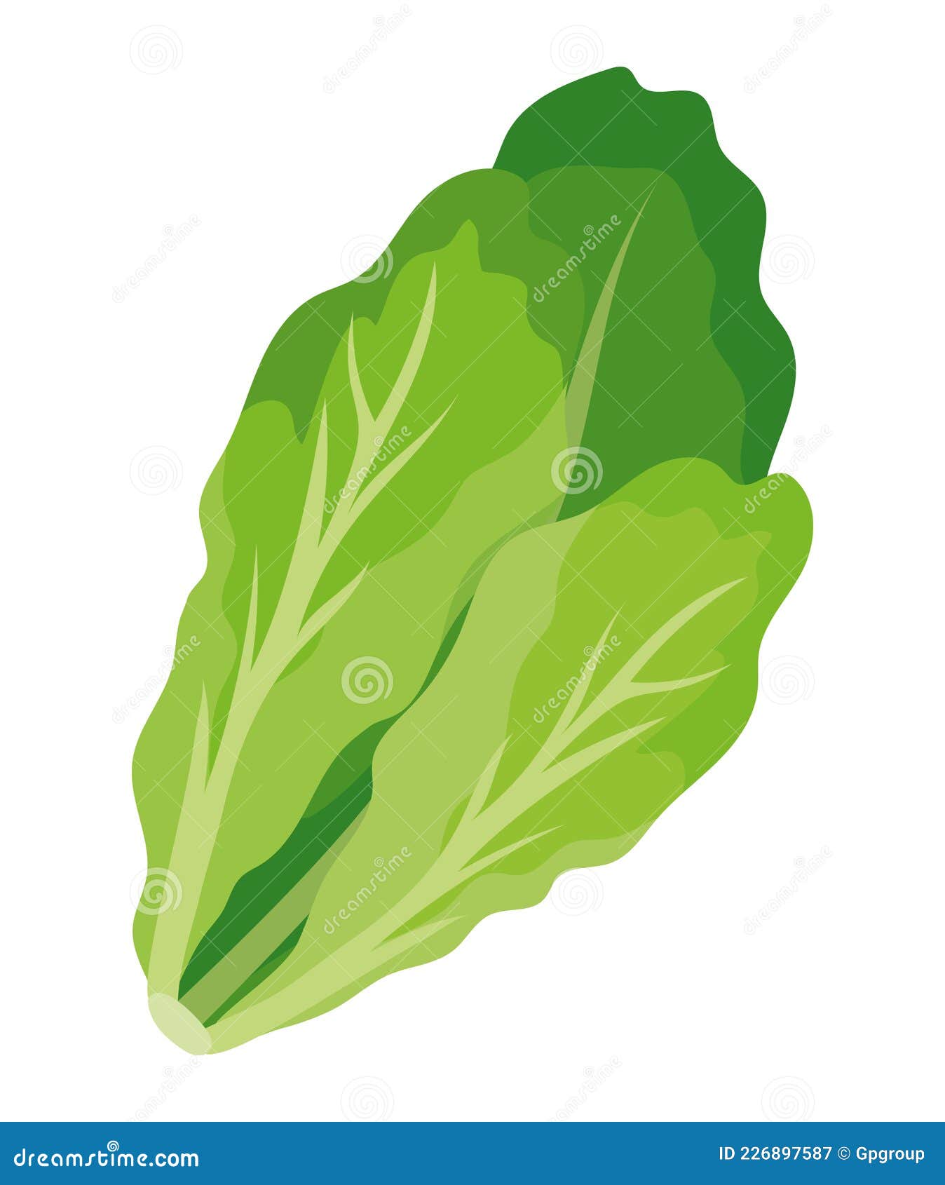 Green lettuce desing stock vector. Illustration of garden - 226897587
