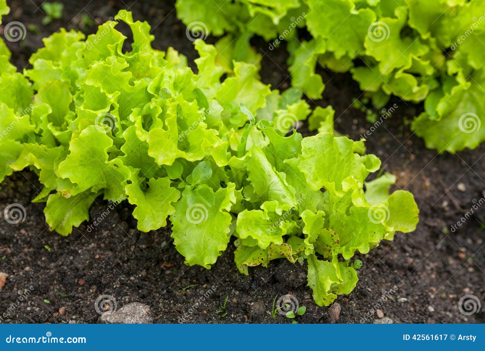 Green lettuce stock image. Image of growth, fresh, nature - 42561617